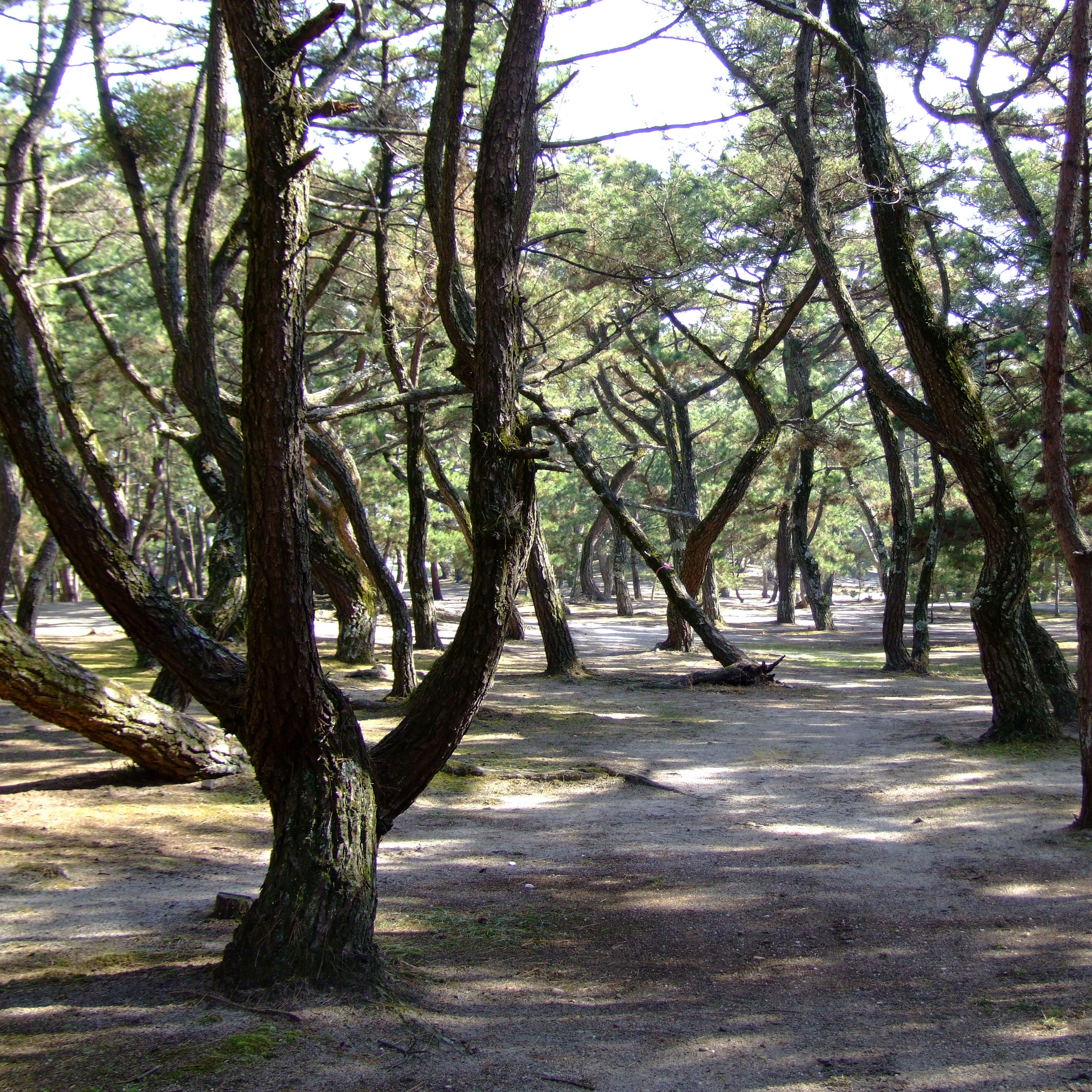 Pinheiro negro japonês : venda Pinheiro negro japonês / Pinus thunbergii