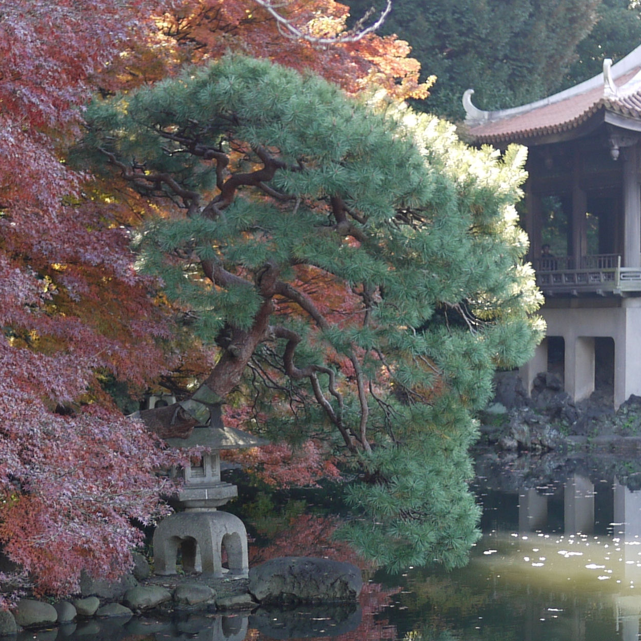 Pinheiro negro japonês : venda Pinheiro negro japonês / Pinus thunbergii