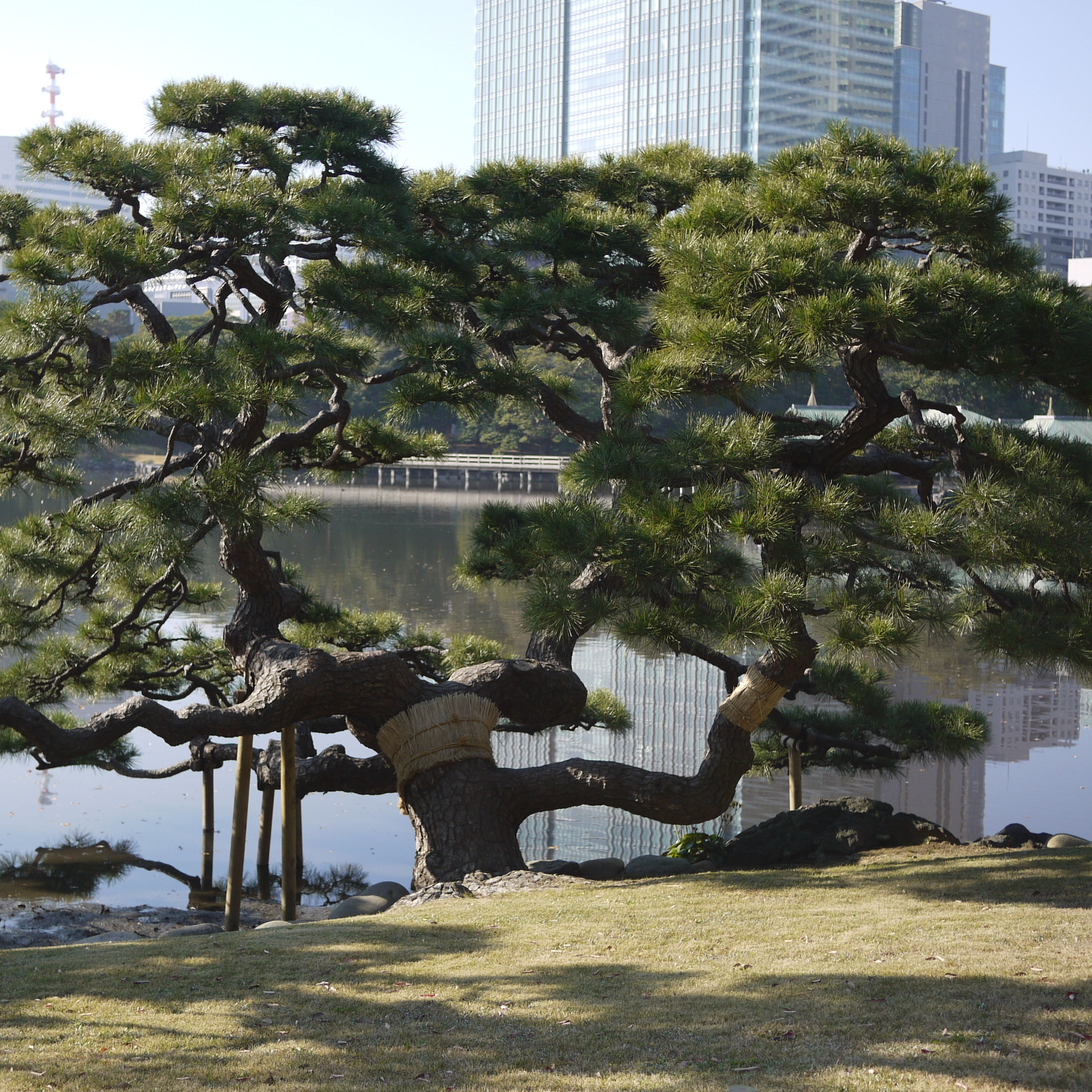 Pinheiro negro japonês : venda Pinheiro negro japonês / Pinus thunbergii