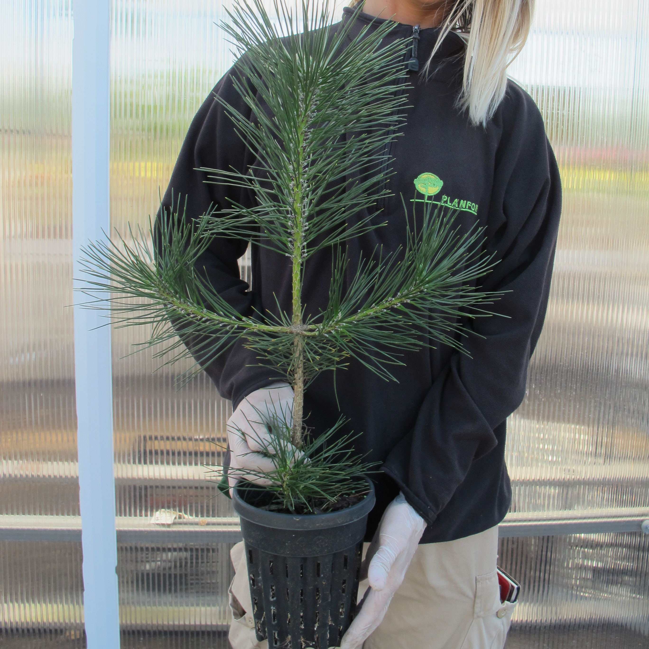Pinheiro negro japonês : venda Pinheiro negro japonês / Pinus thunbergii