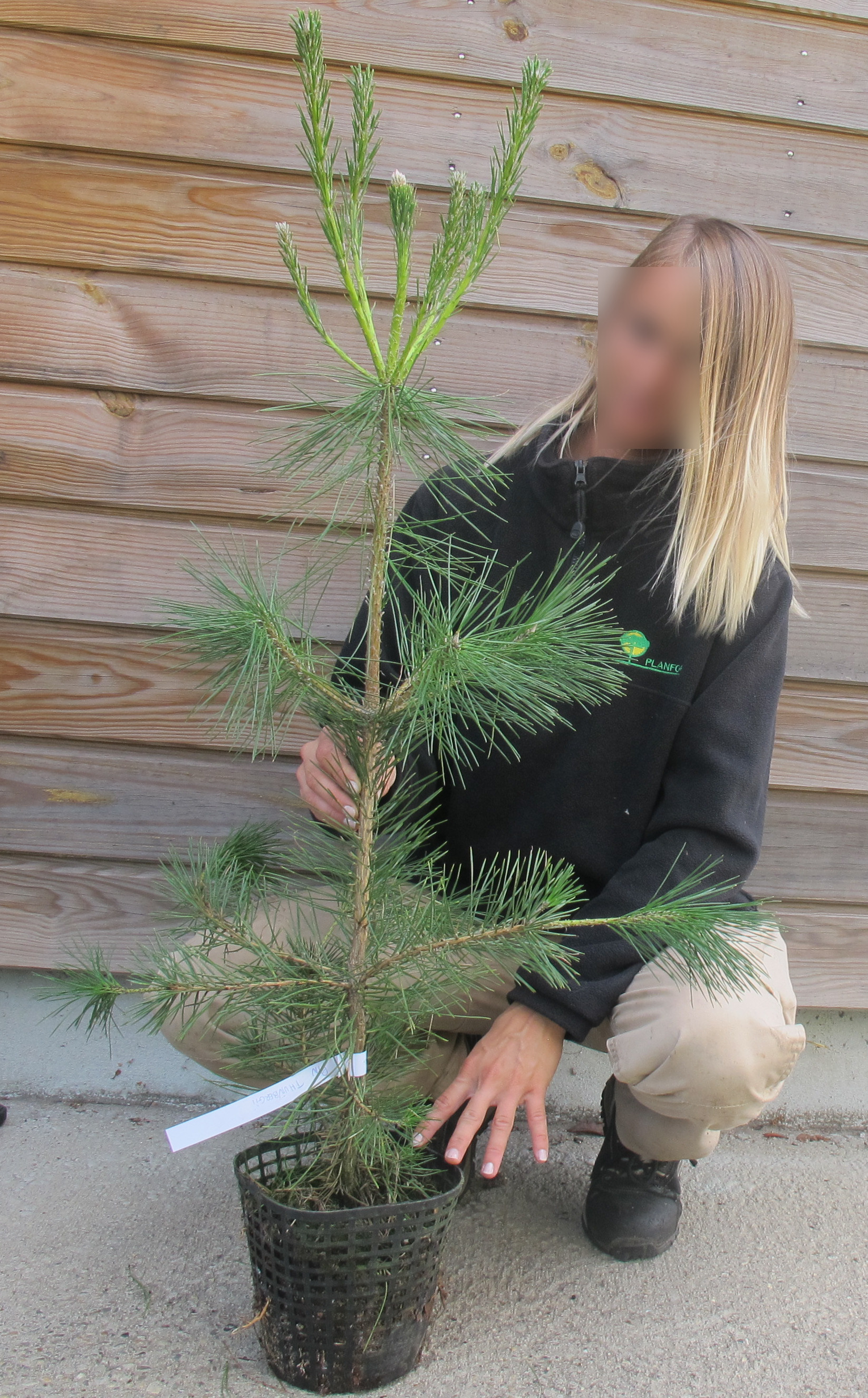 Pinheiro negro japonês : venda Pinheiro negro japonês / Pinus thunbergii