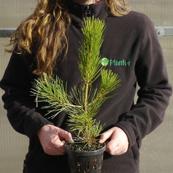 Pinheiro negro japonês : venda Pinheiro negro japonês / Pinus thunbergii