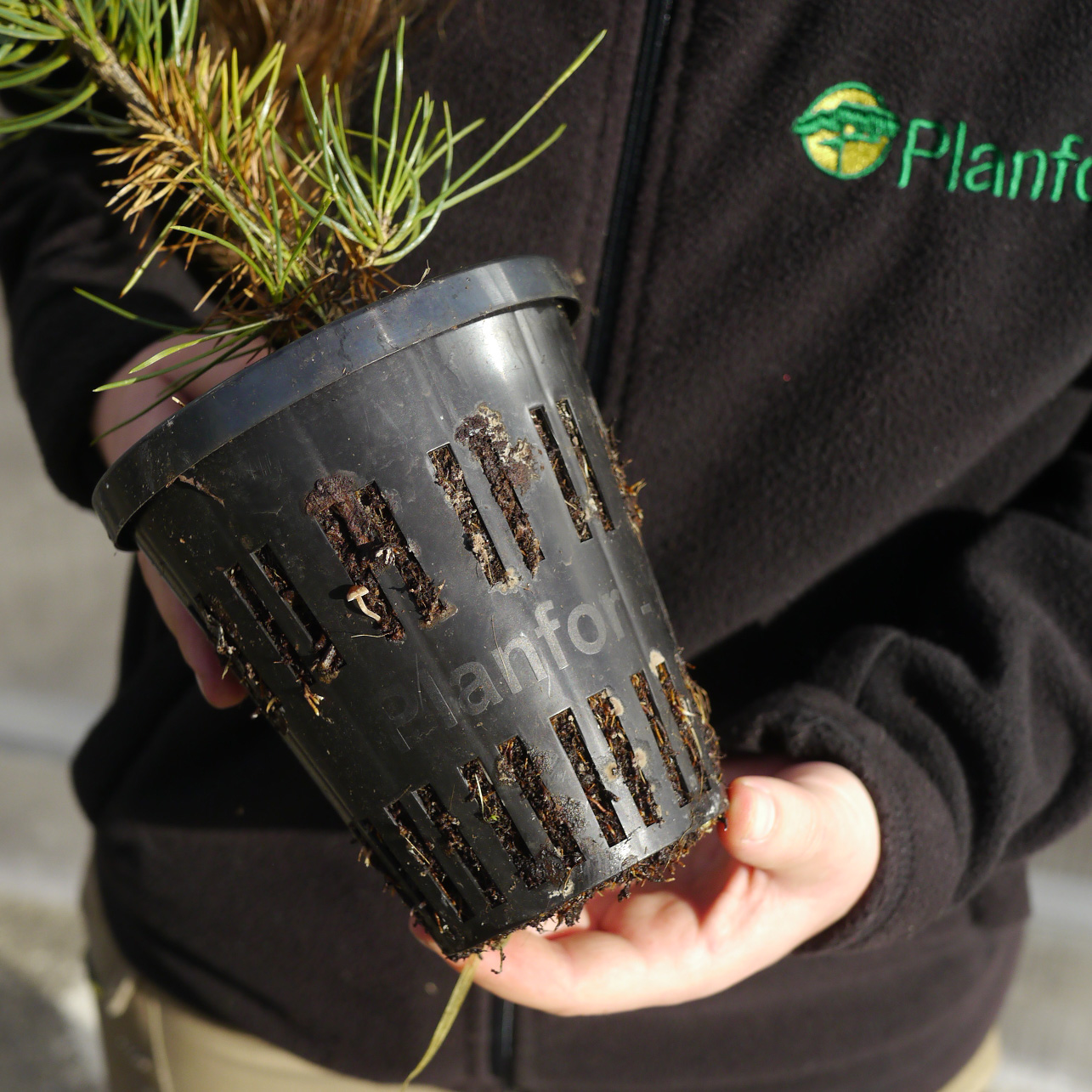 Pinheiro negro japonês : venda Pinheiro negro japonês / Pinus thunbergii