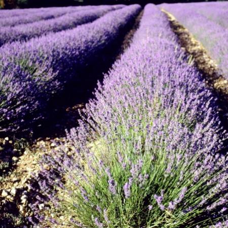 Lavanda : venda Lavanda / Lavandula angustifolia