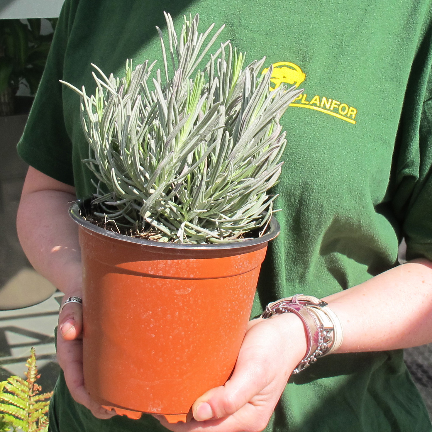 Lavanda : venda Lavanda / Lavandula angustifolia