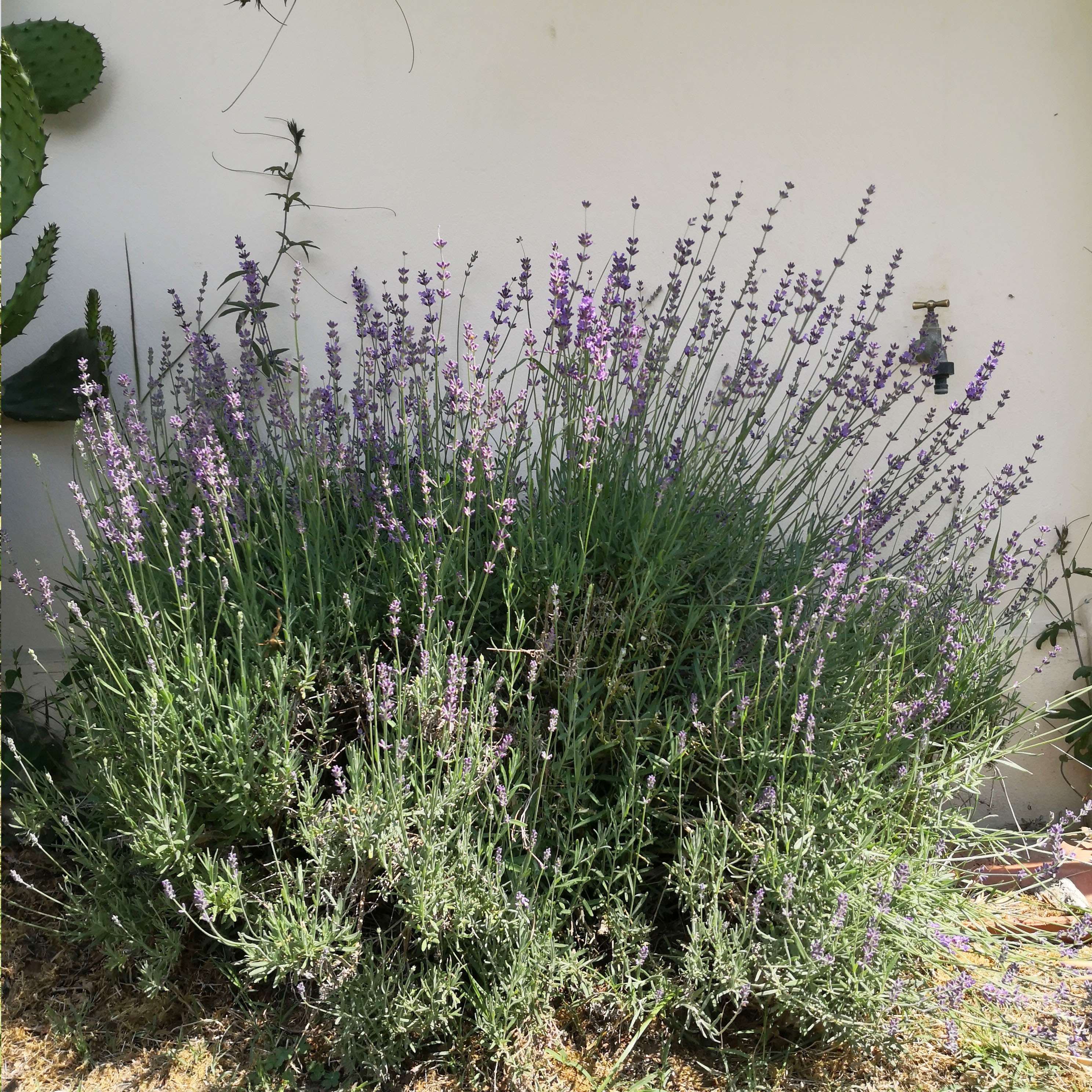 Lavanda : venda Lavanda / Lavandula angustifolia