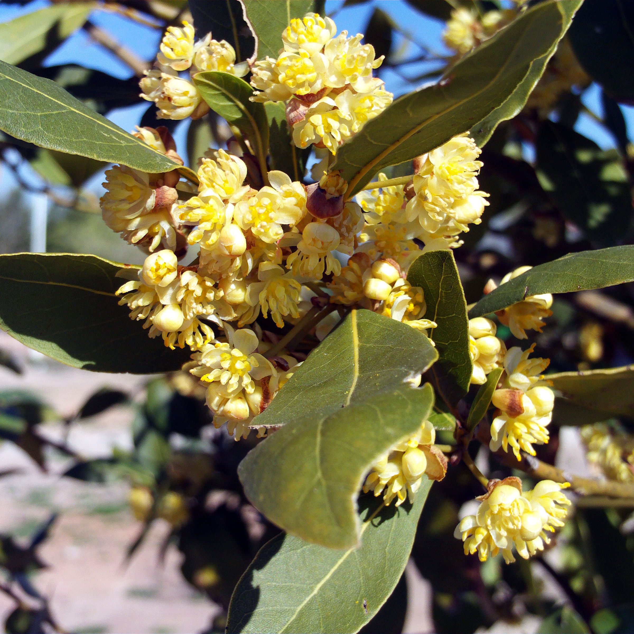 Loureiro comum : venda Loureiro comum / Laurus nobilis