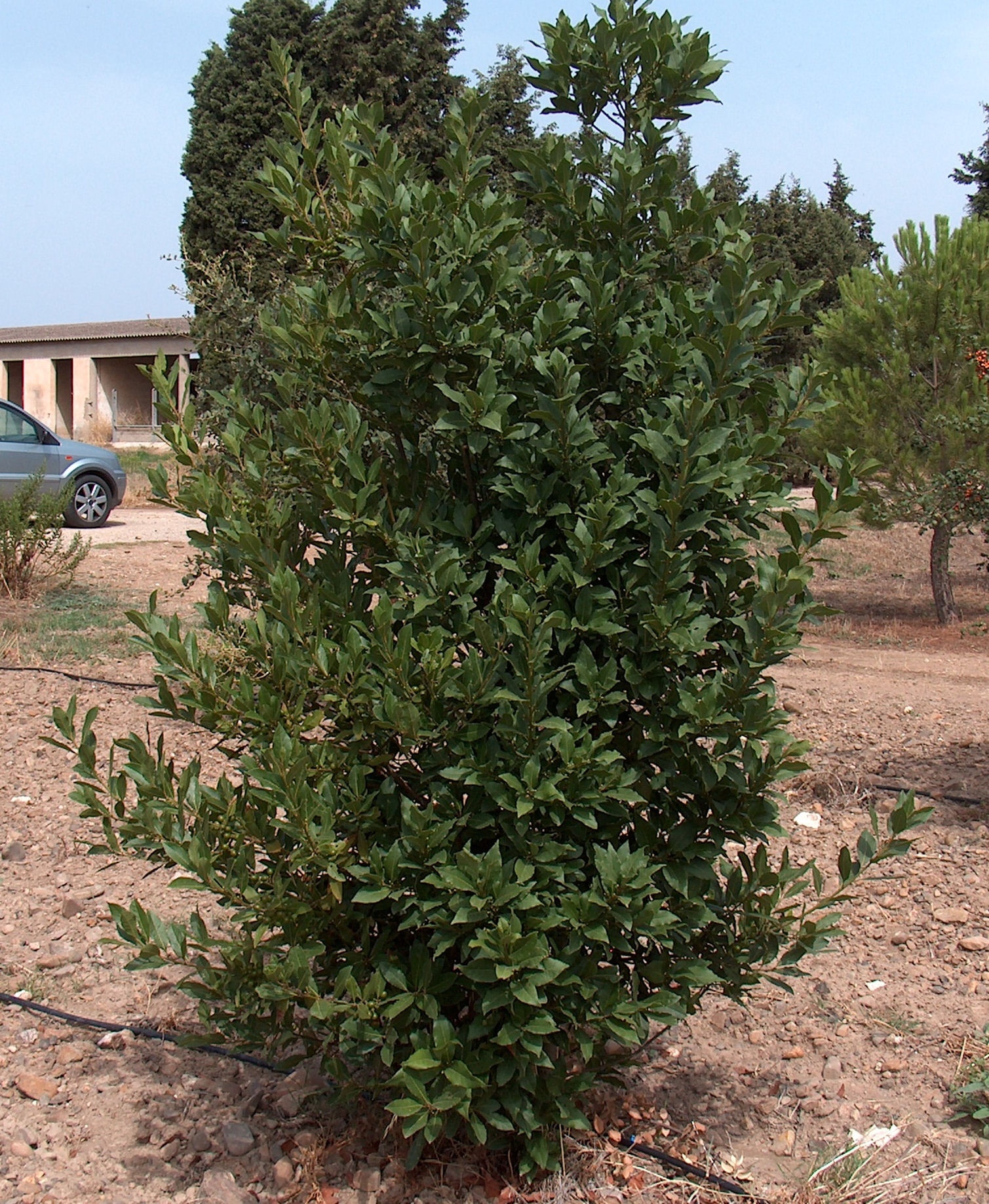 Loureiro comum : venda Loureiro comum / Laurus nobilis