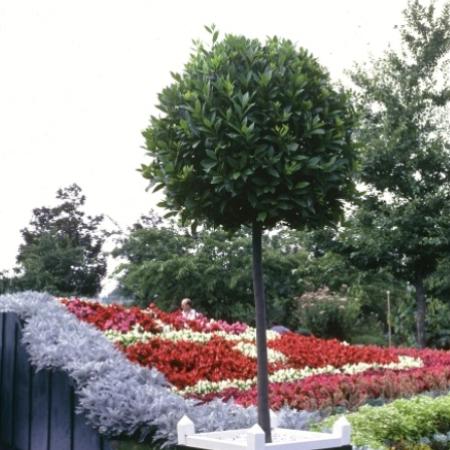 Loureiro comum : venda Loureiro comum / Laurus nobilis