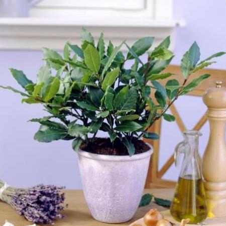 Loureiro comum : venda Loureiro comum / Laurus nobilis