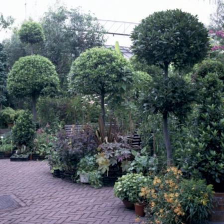 Loureiro comum : venda Loureiro comum / Laurus nobilis