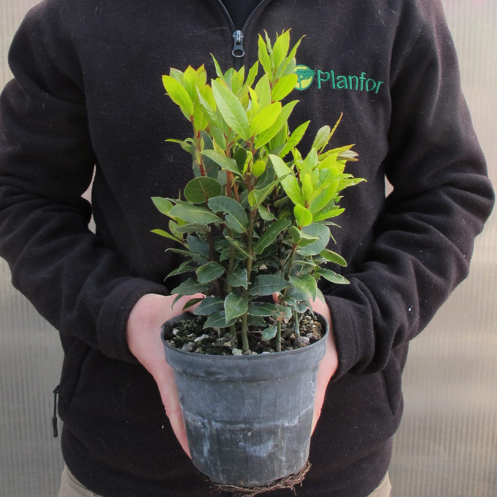 Loureiro comum : venda Loureiro comum / Laurus nobilis