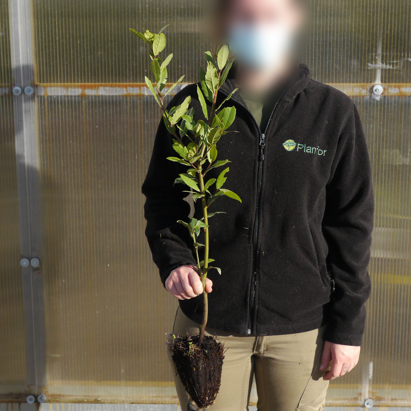 Loureiro comum : venda Loureiro comum / Laurus nobilis