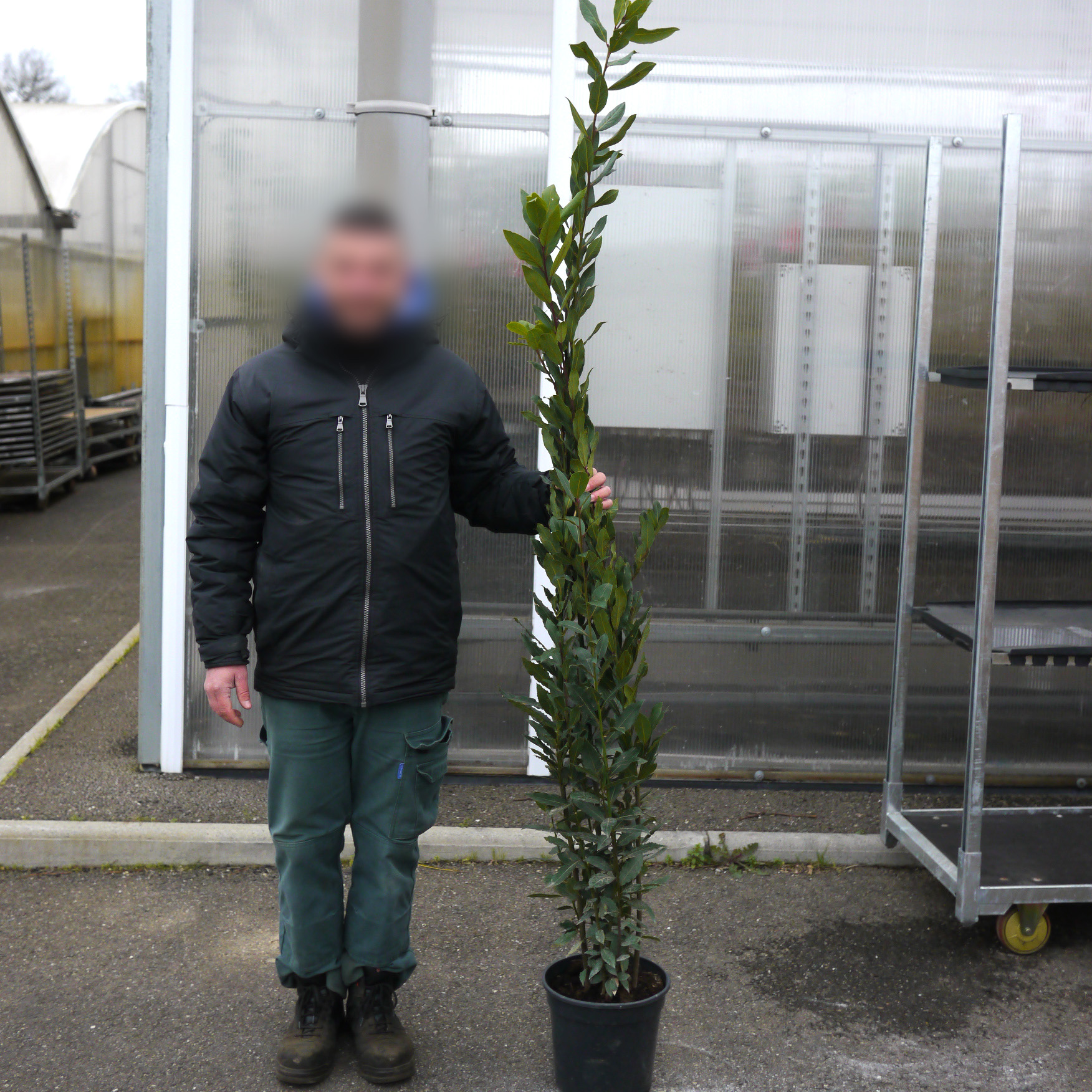 Loureiro comum : venda Loureiro comum / Laurus nobilis