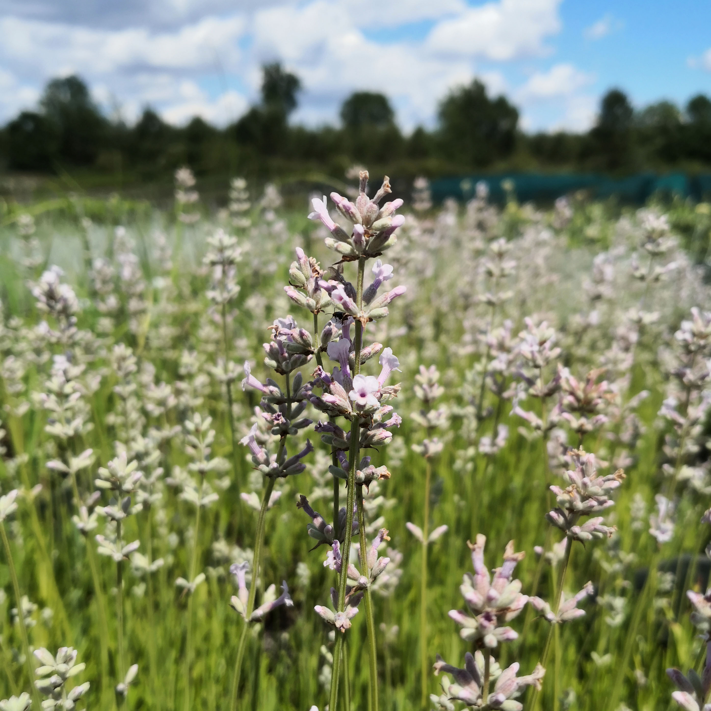 Lavanda Rosa : venda Lavanda Rosa / Lavandula angustifolia Rosea