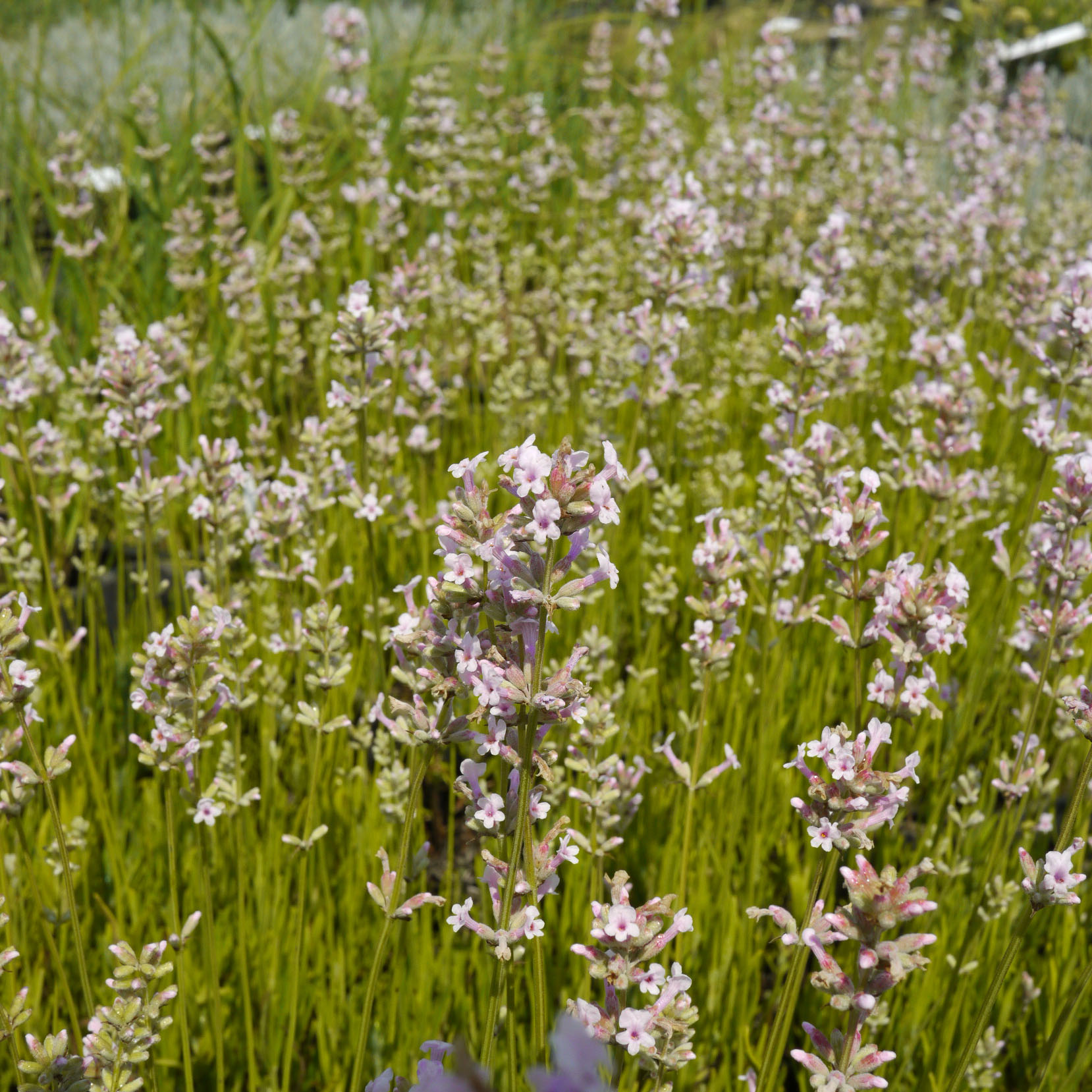 Lavanda Rosa : venda Lavanda Rosa / Lavandula angustifolia Rosea
