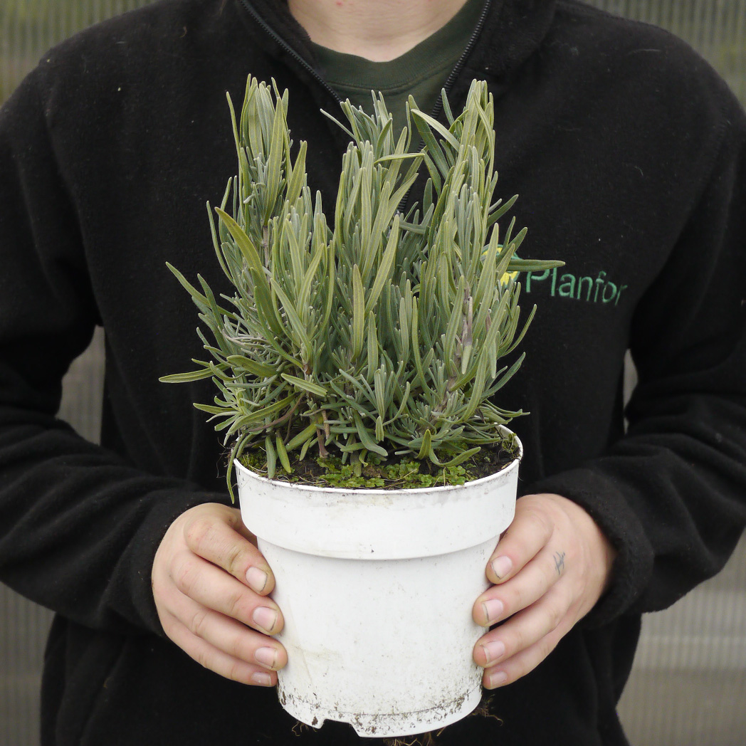 Lavanda Rosa : venda Lavanda Rosa / Lavandula angustifolia Rosea