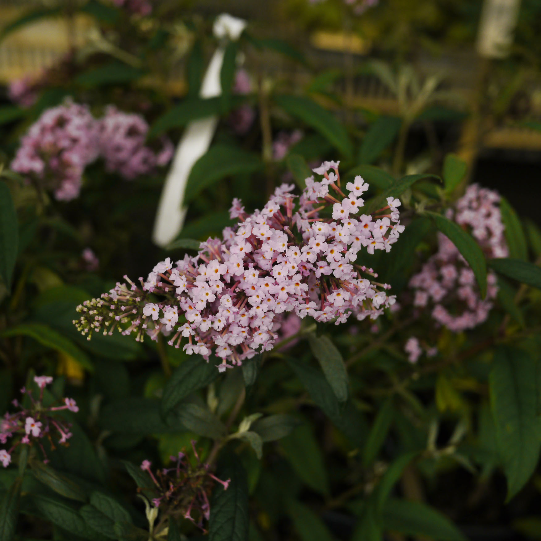 Budleia 'Pink delight' : venda Budleia 'Pink delight' / Buddleia ...