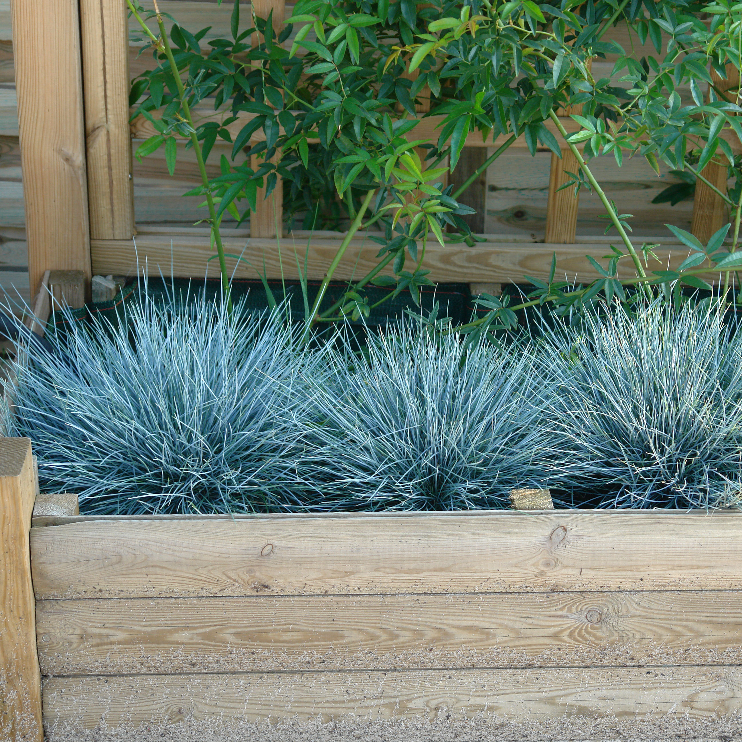 Festuca glauca 'Elijah Blue' : venda Festuca glauca 'Elijah Blue ...