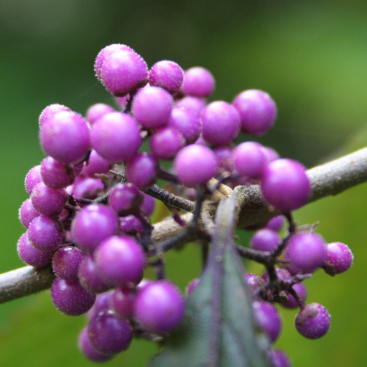 Callicarpa malva : venda Callicarpa malva / Callicarpa bodinieri Profusion