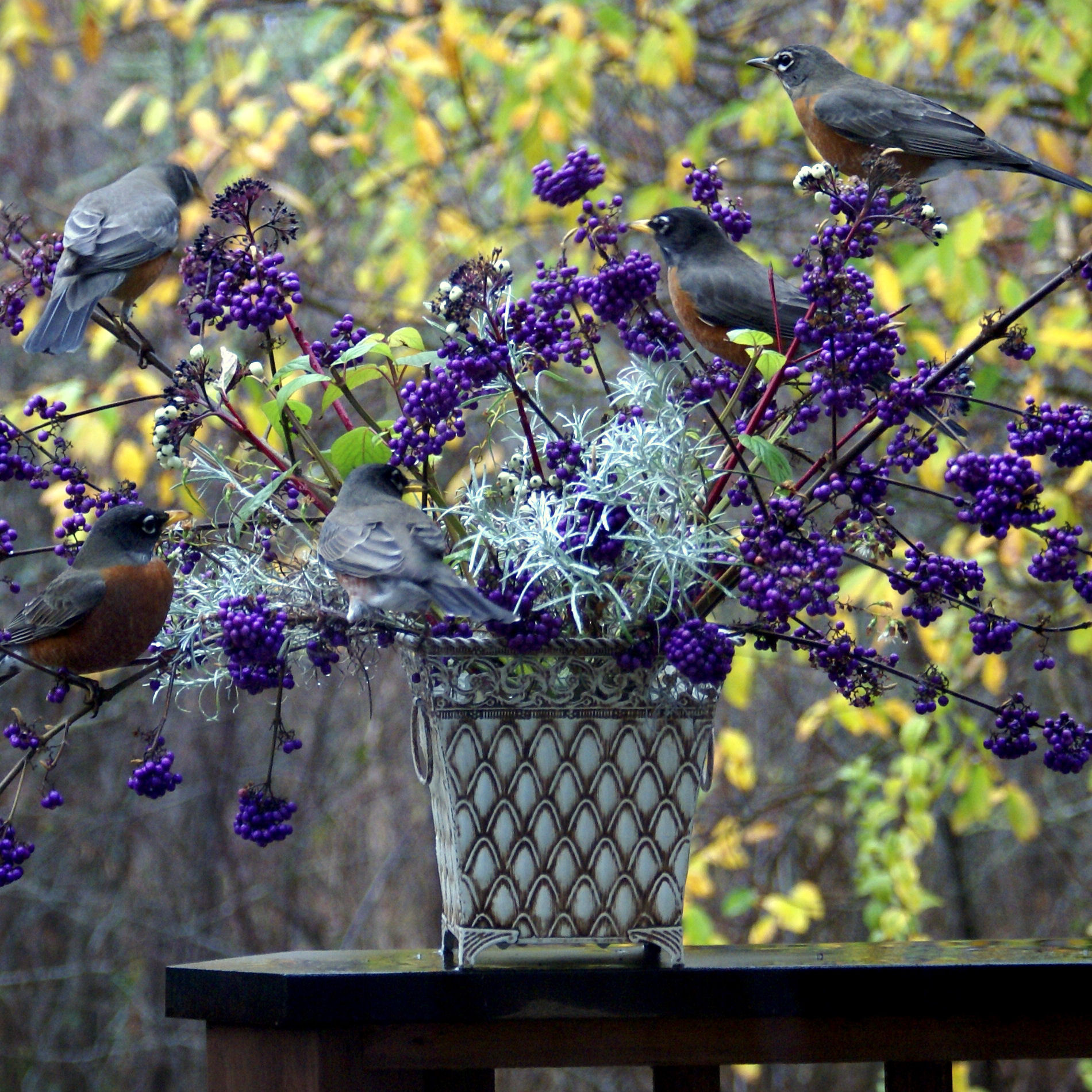 Callicarpa malva : venda Callicarpa malva / Callicarpa bodinieri Profusion