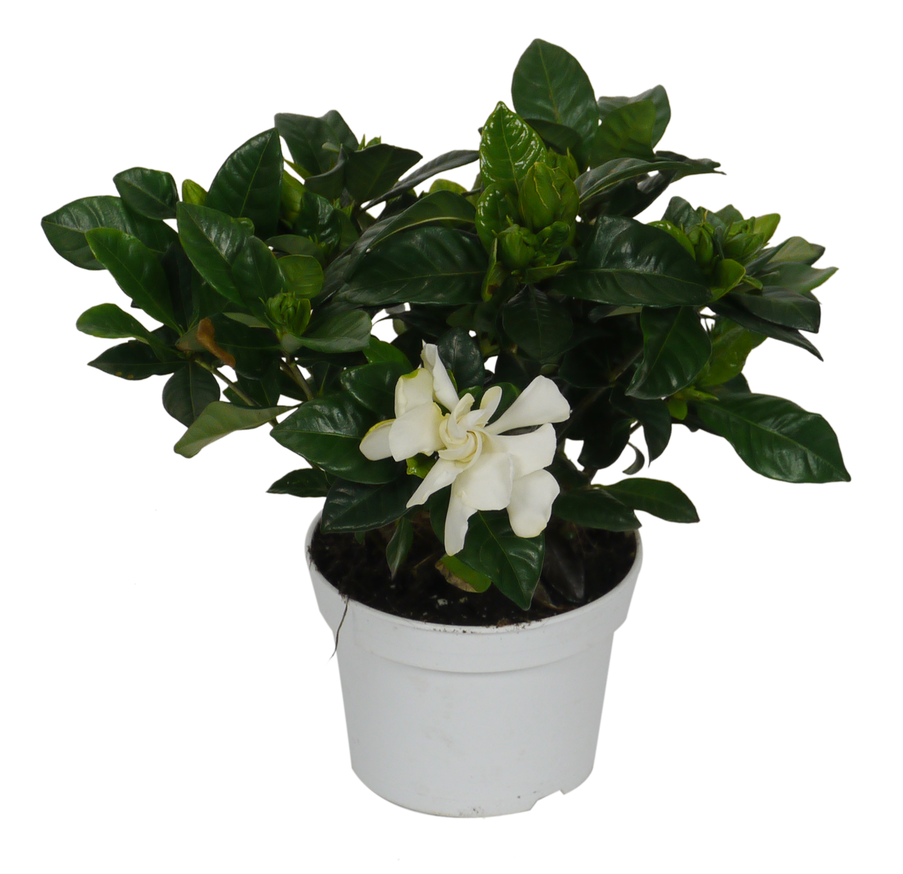 Gardenia jasminoides, Jasmim-do-Cabo : venda Gardenia jasminoides ...