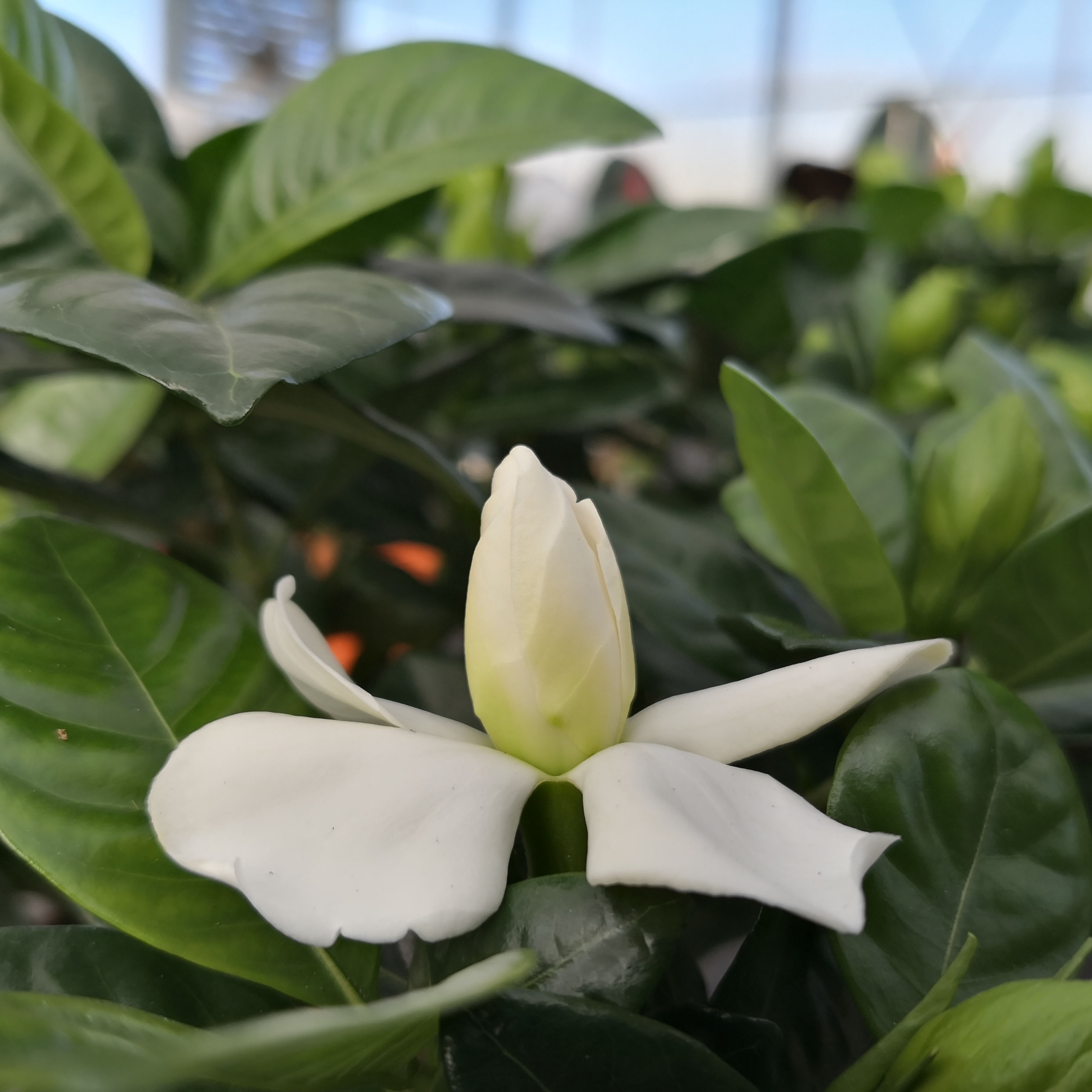 Gardenia jasminoides, Jasmim-do-Cabo : venda Gardenia jasminoides ...