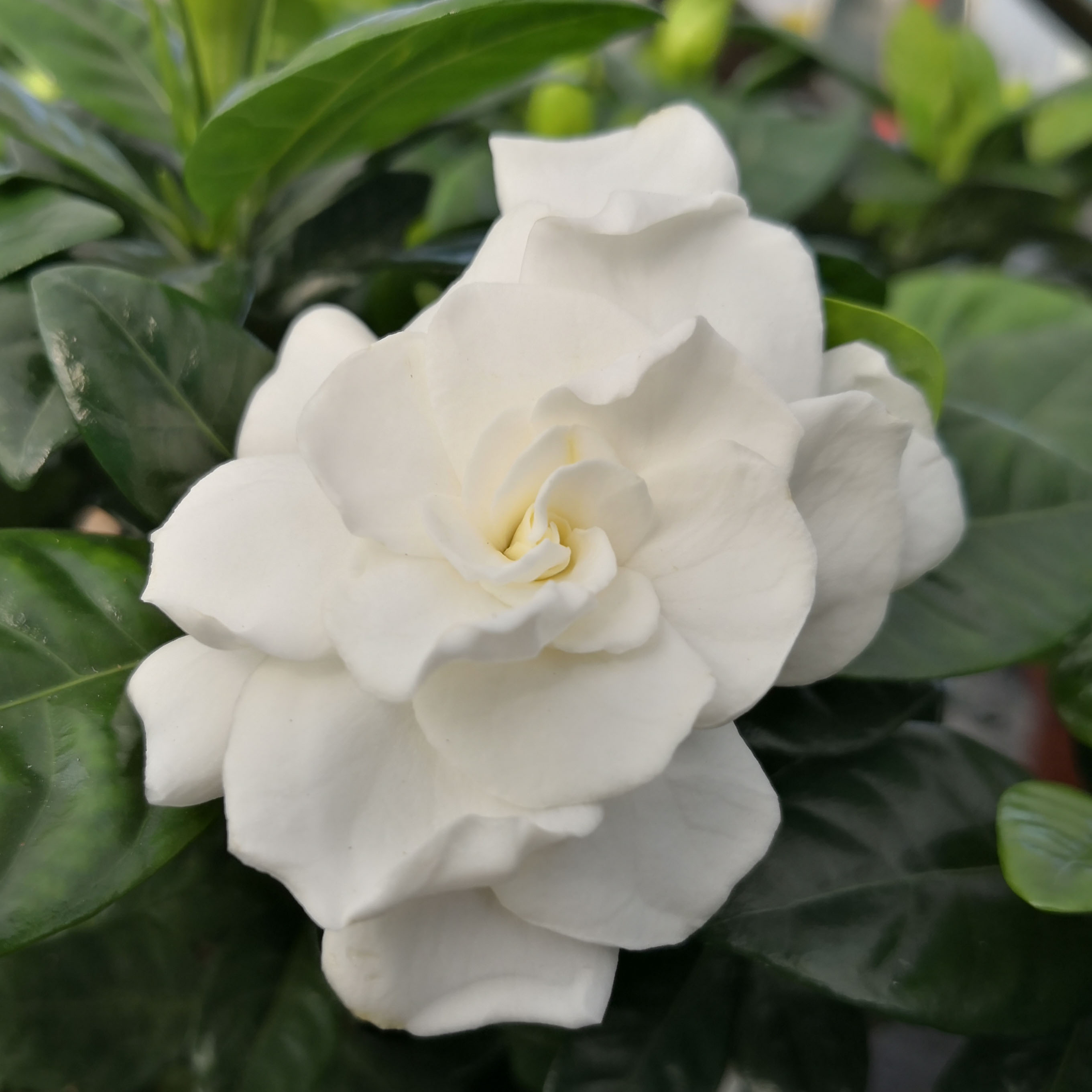 Gardenia jasminoides, Jasmim-do-Cabo : venda Gardenia jasminoides ...