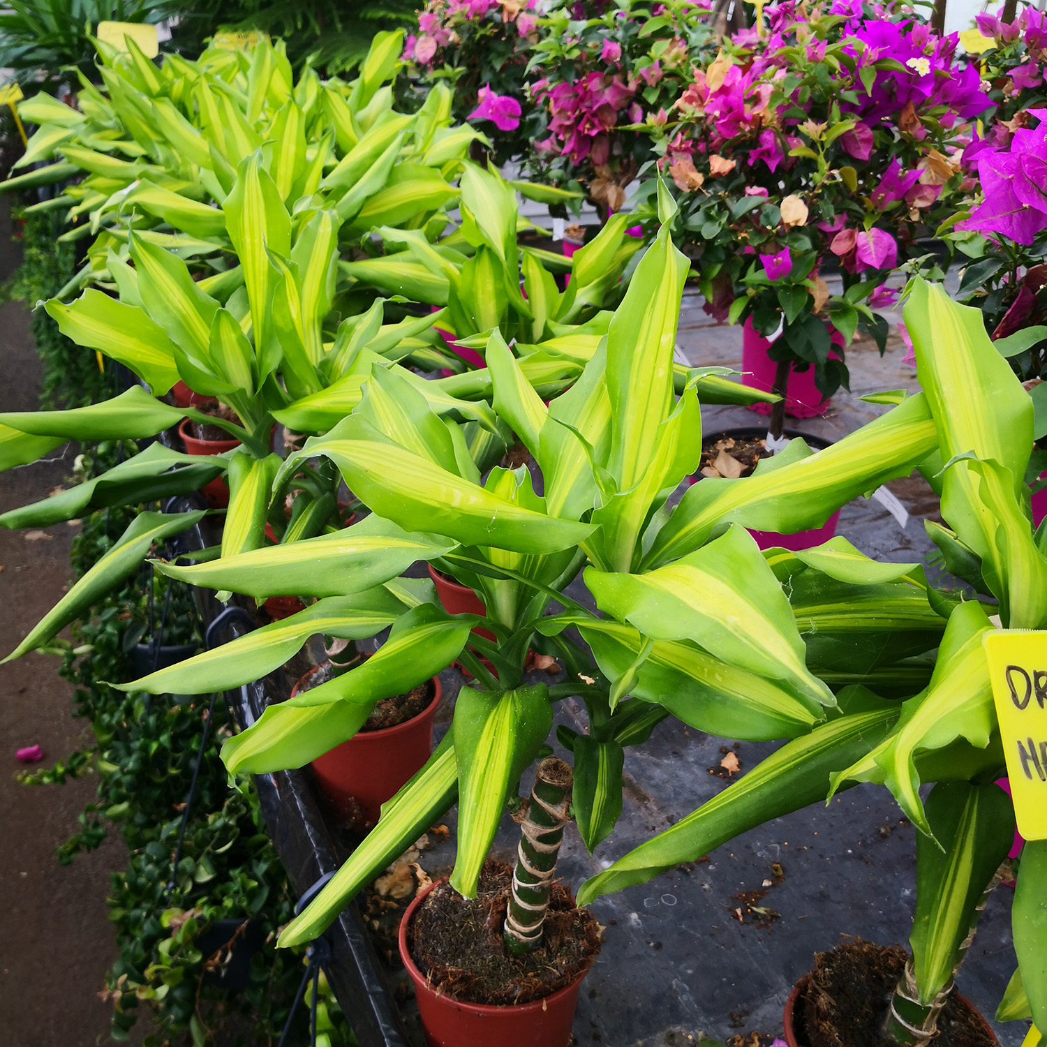 Dracaena fragrans, massangeana : venda Dracaena fragrans, massangeana ...