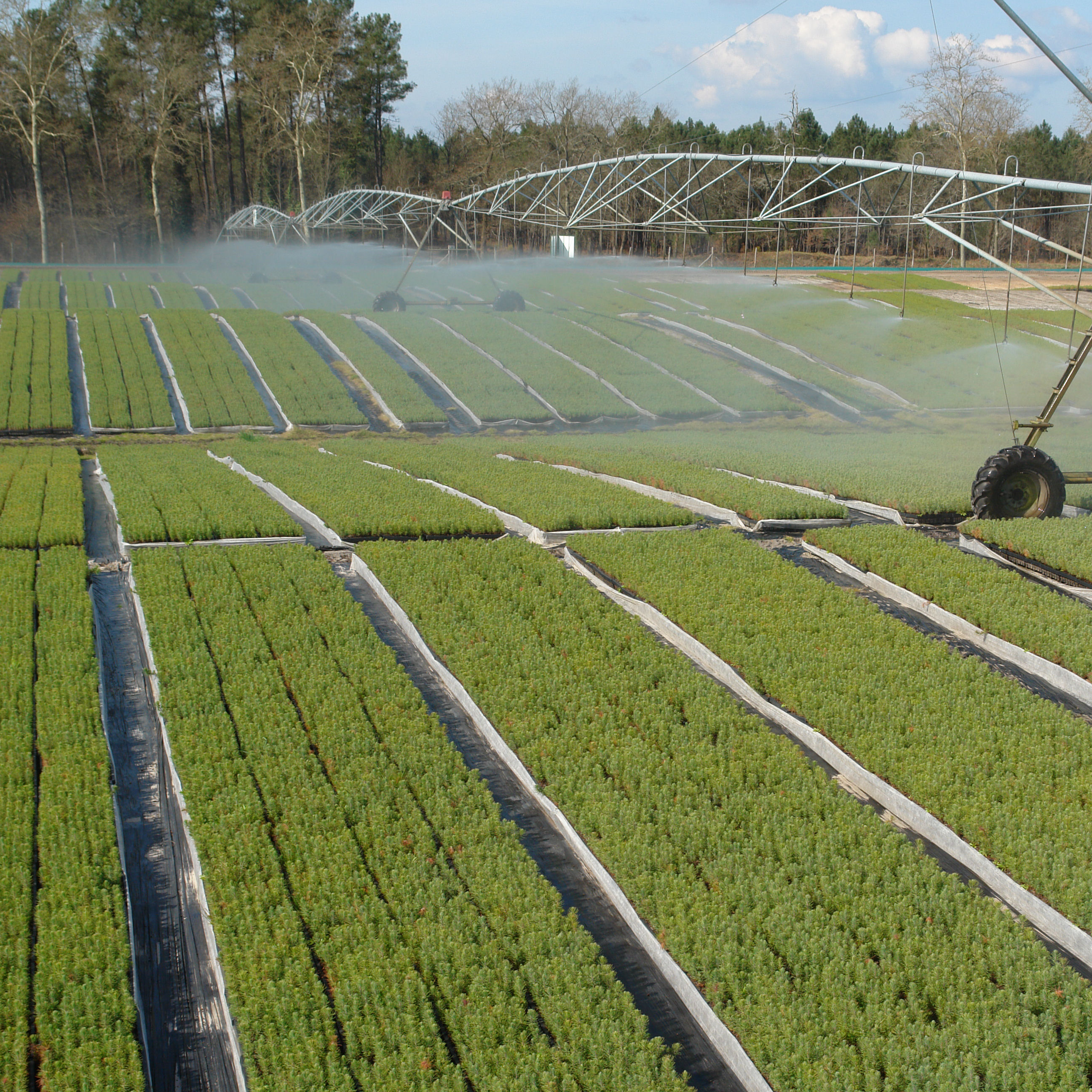 Pinheiro bravo : venda Pinheiro bravo / Pinus pinaster