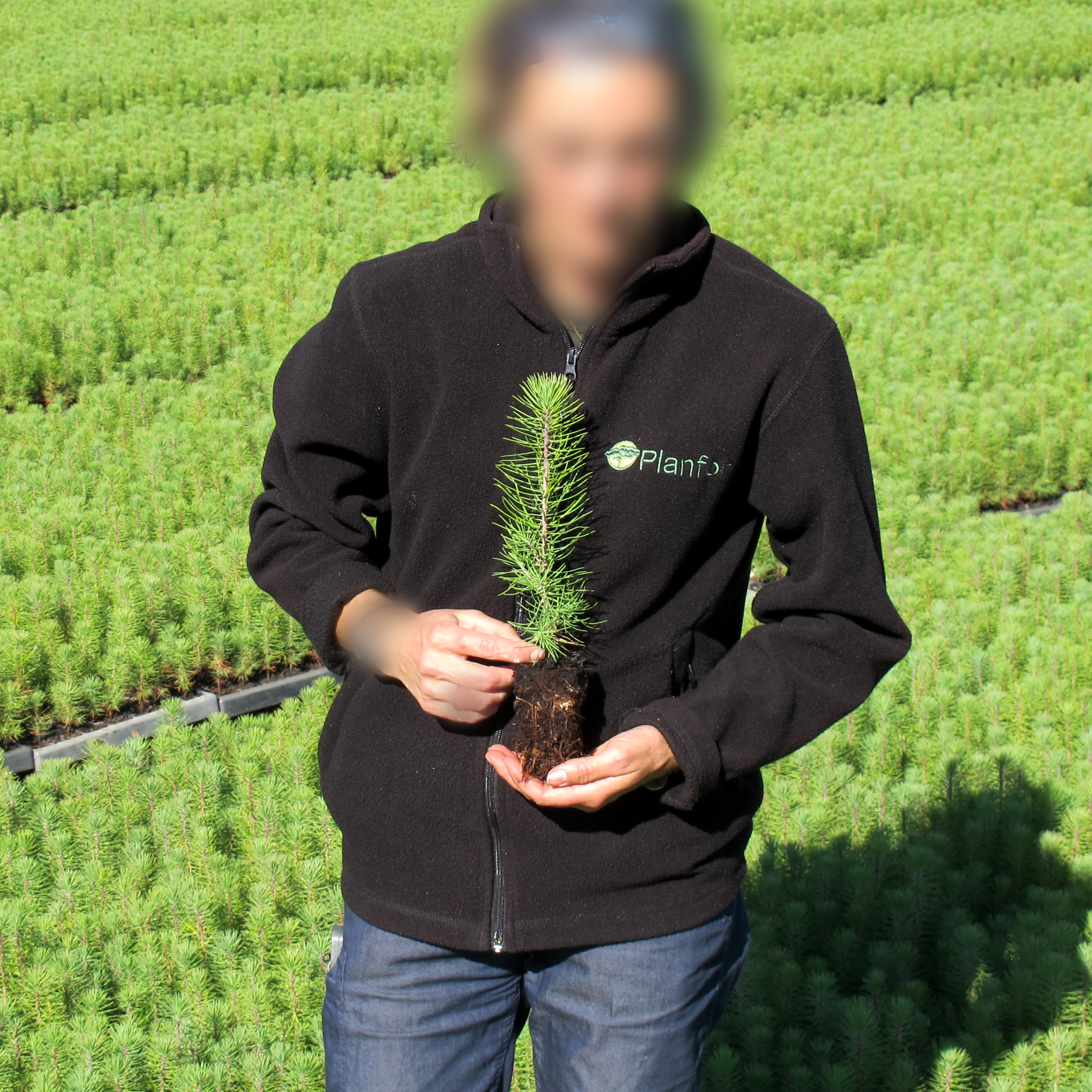 Pinheiro bravo : venda Pinheiro bravo / Pinus pinaster