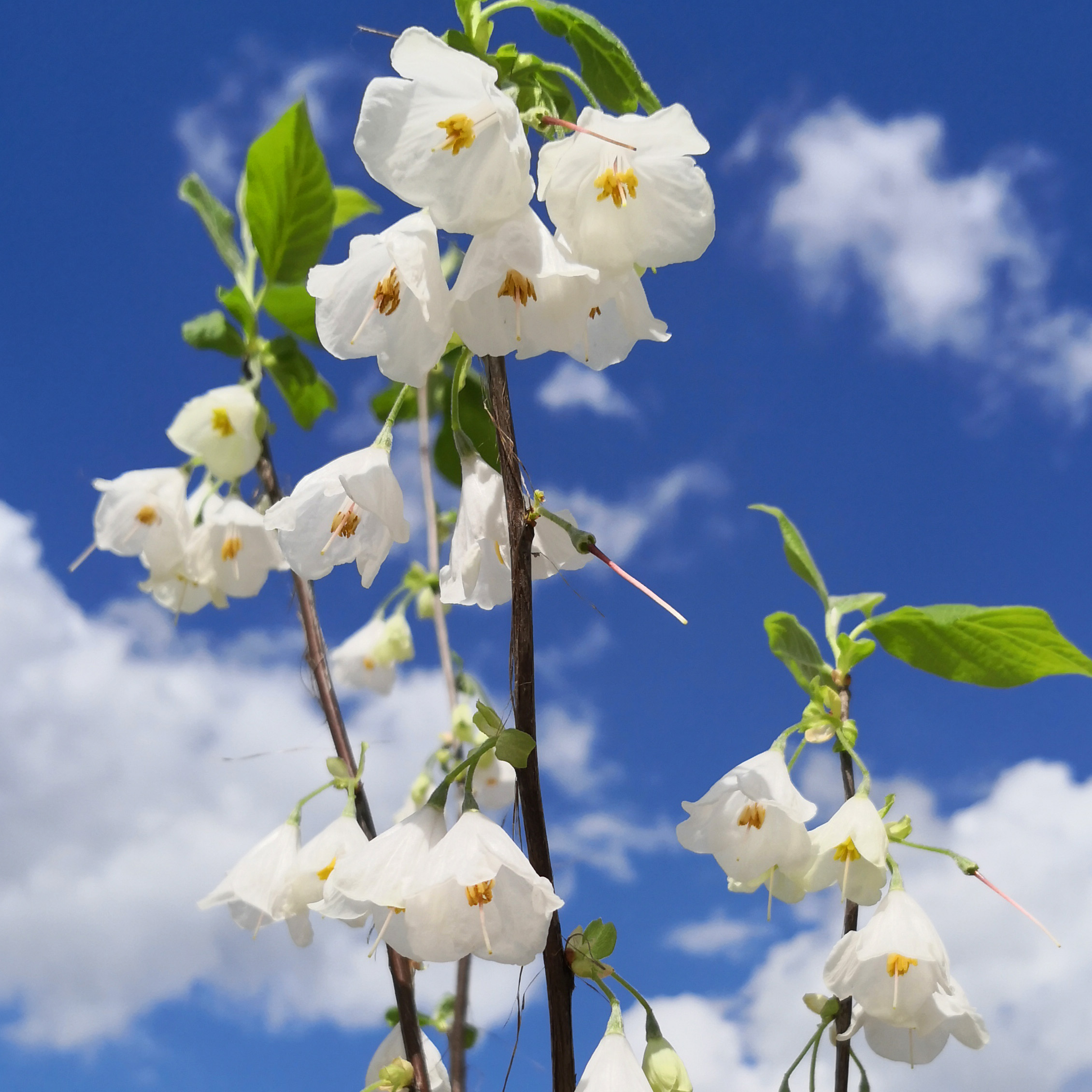 Halesia carolina : venda Halesia carolina / Halesia carolina