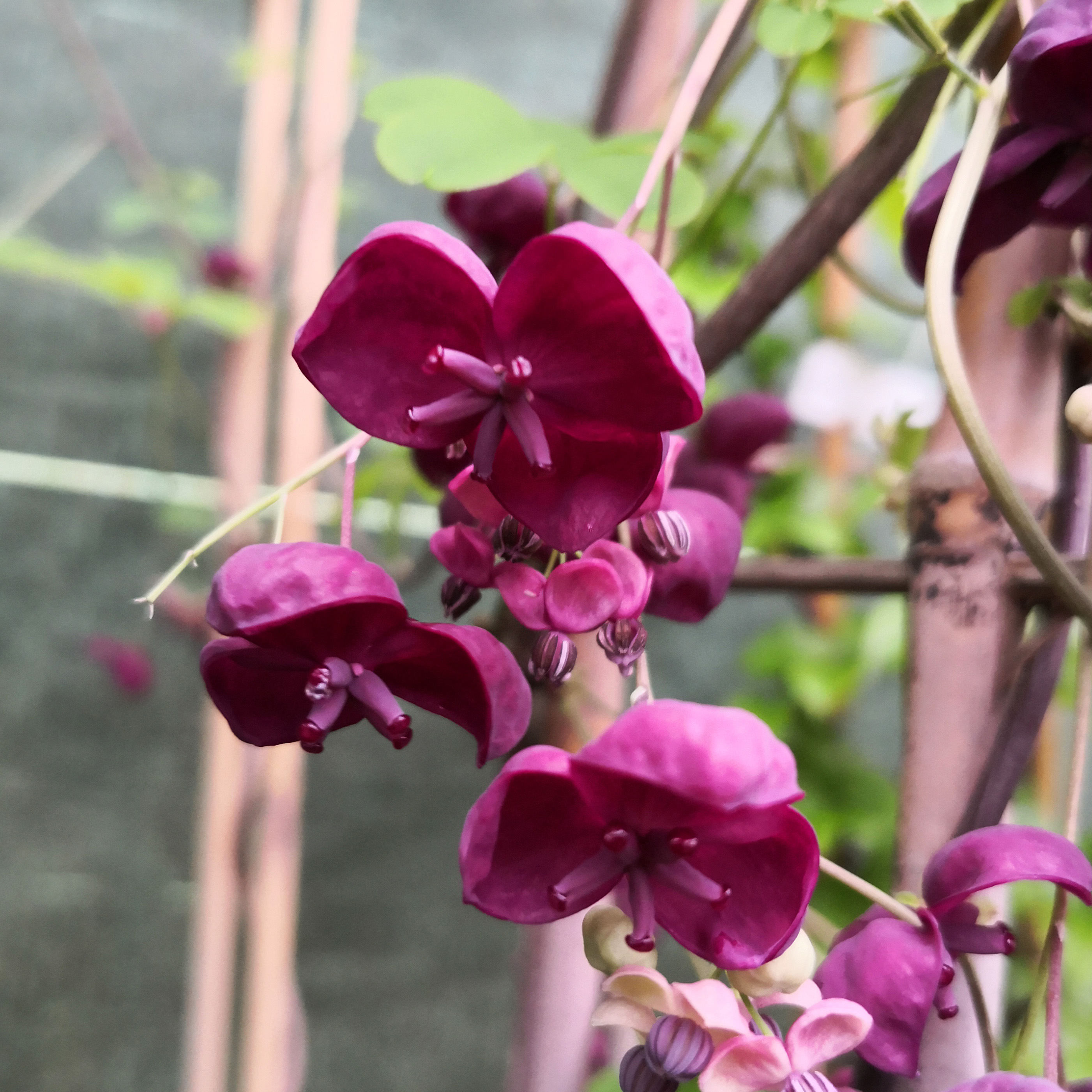 Akebie com cinco folhas : venda Akebie com cinco folhas / Akebia quinata