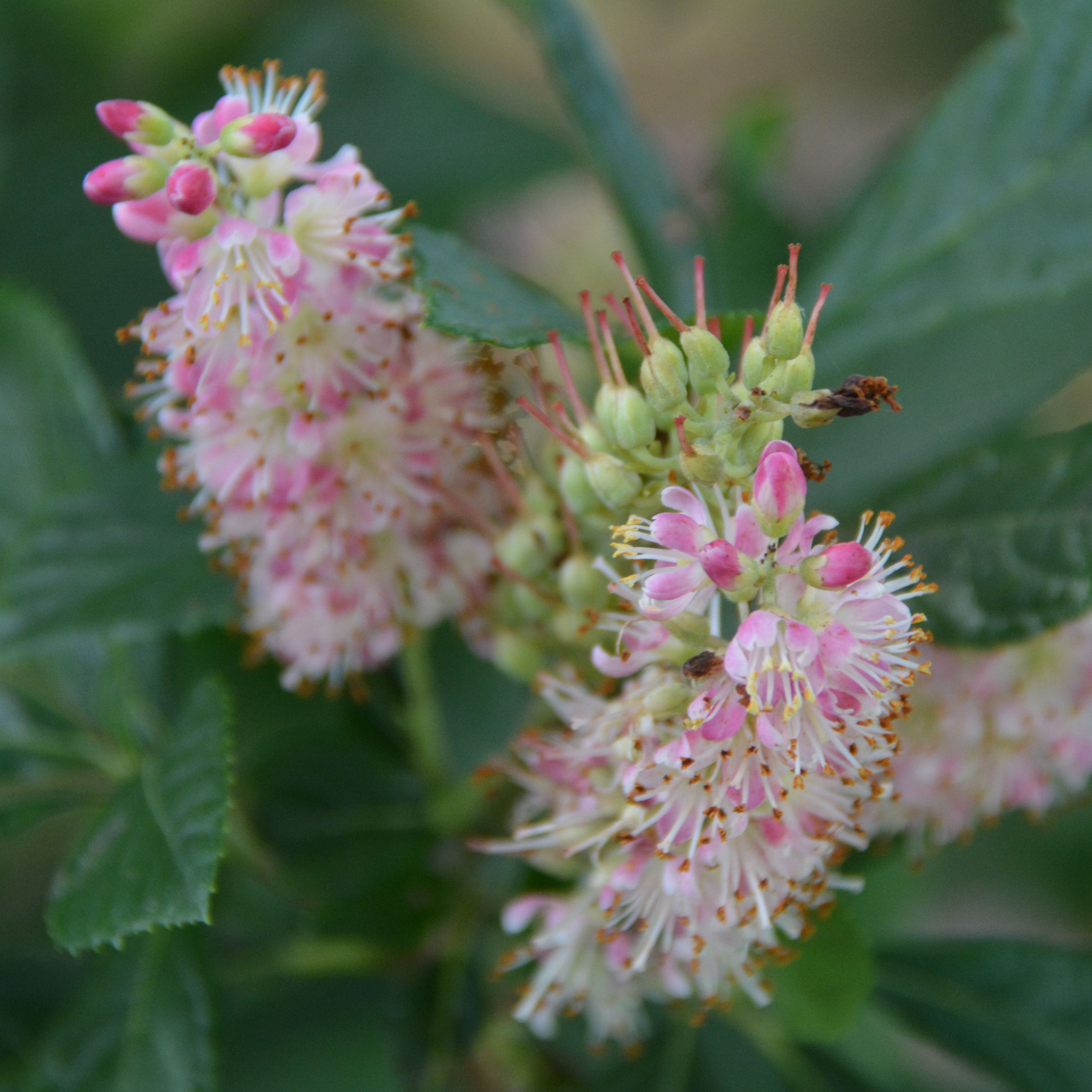 Clethra alnifolia 'Ruby Spice' : venda Clethra alnifolia 'Ruby Spice' / Clethra alnifolia Ruby Spice
