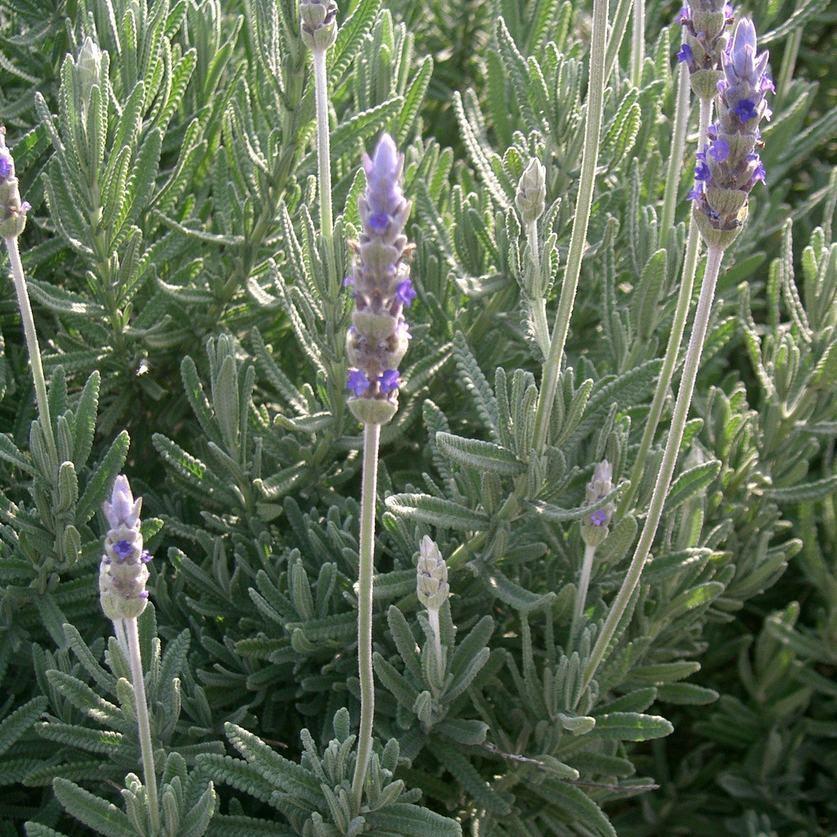 Lavanda brava : venda Lavanda brava / Lavandula dentata