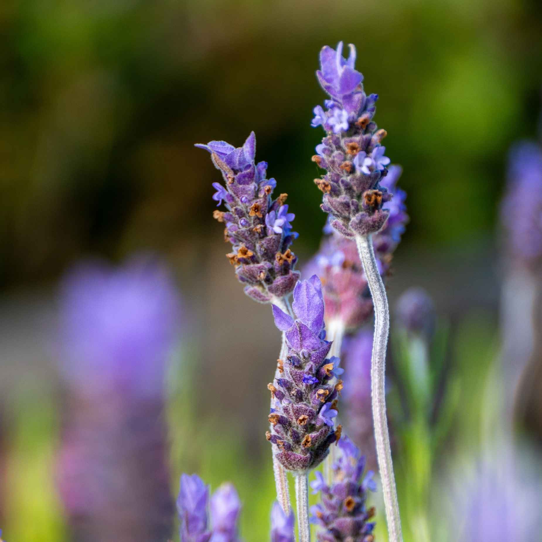 Lavanda brava : venda Lavanda brava / Lavandula dentata