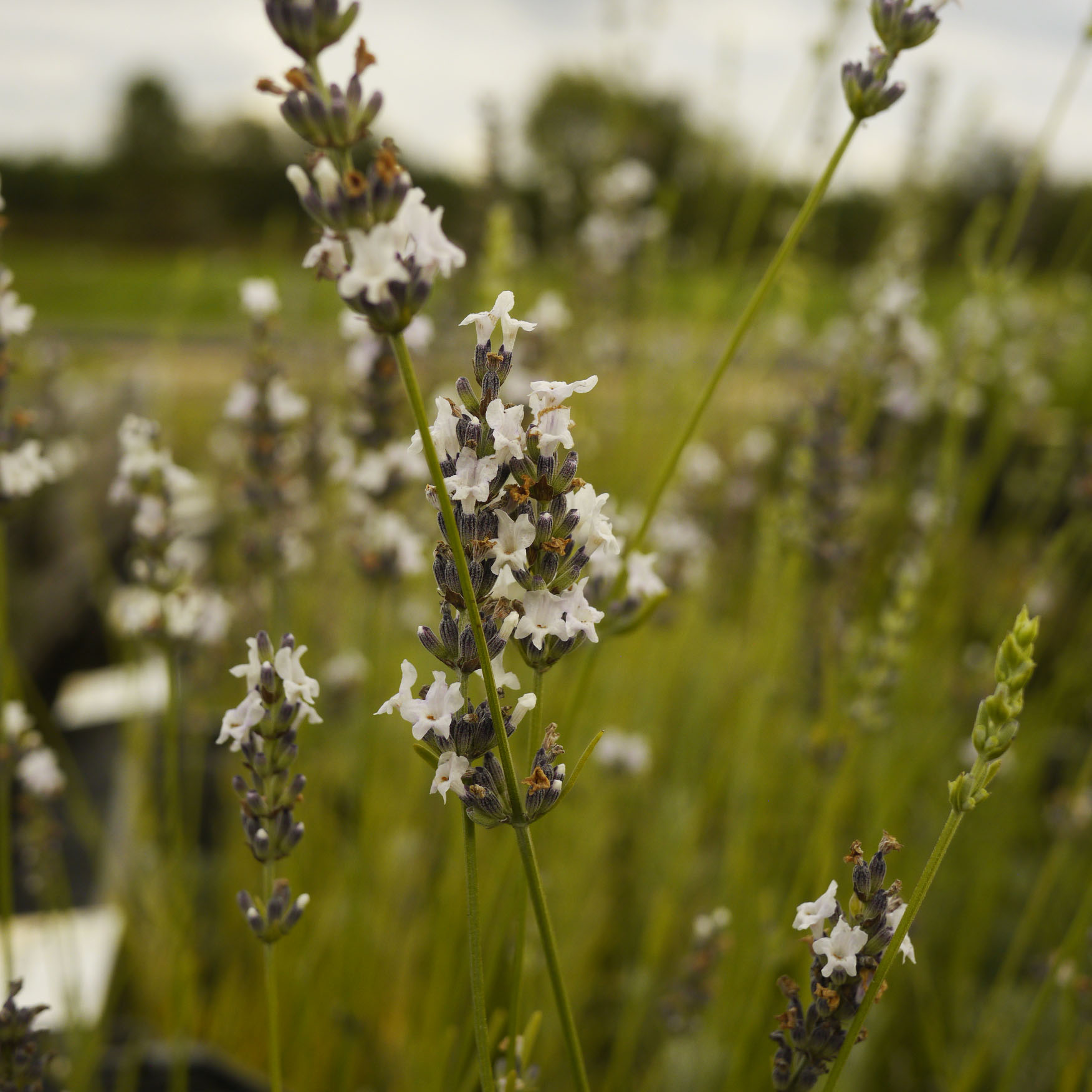 Lavanda Branca : venda Lavanda Branca / Lavandula angustifolia Alba