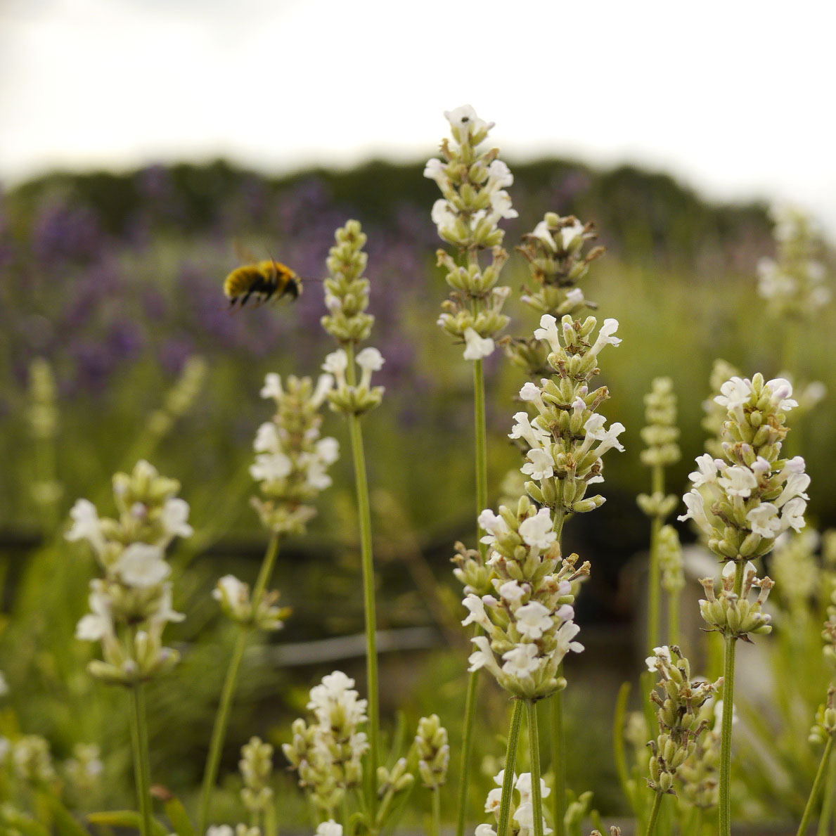 Lavanda Branca : venda Lavanda Branca / Lavandula angustifolia Alba
