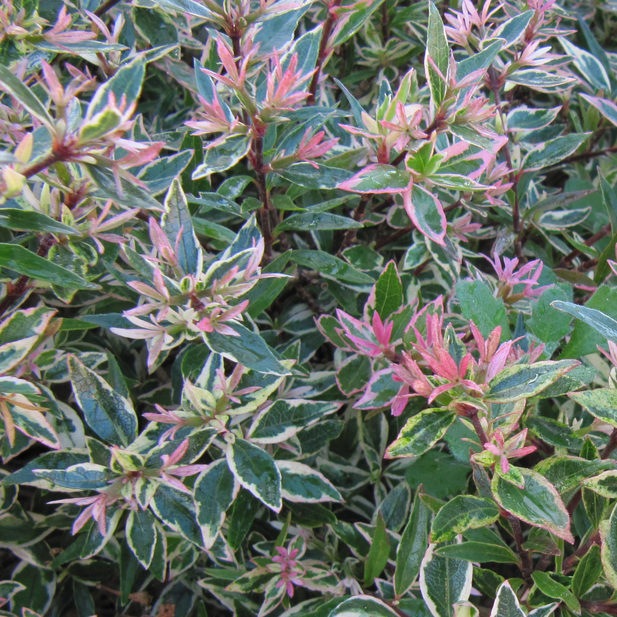 Abélia 'Confetti'® : venda Abélia 'Confetti'® / Abelia 'Confetti'