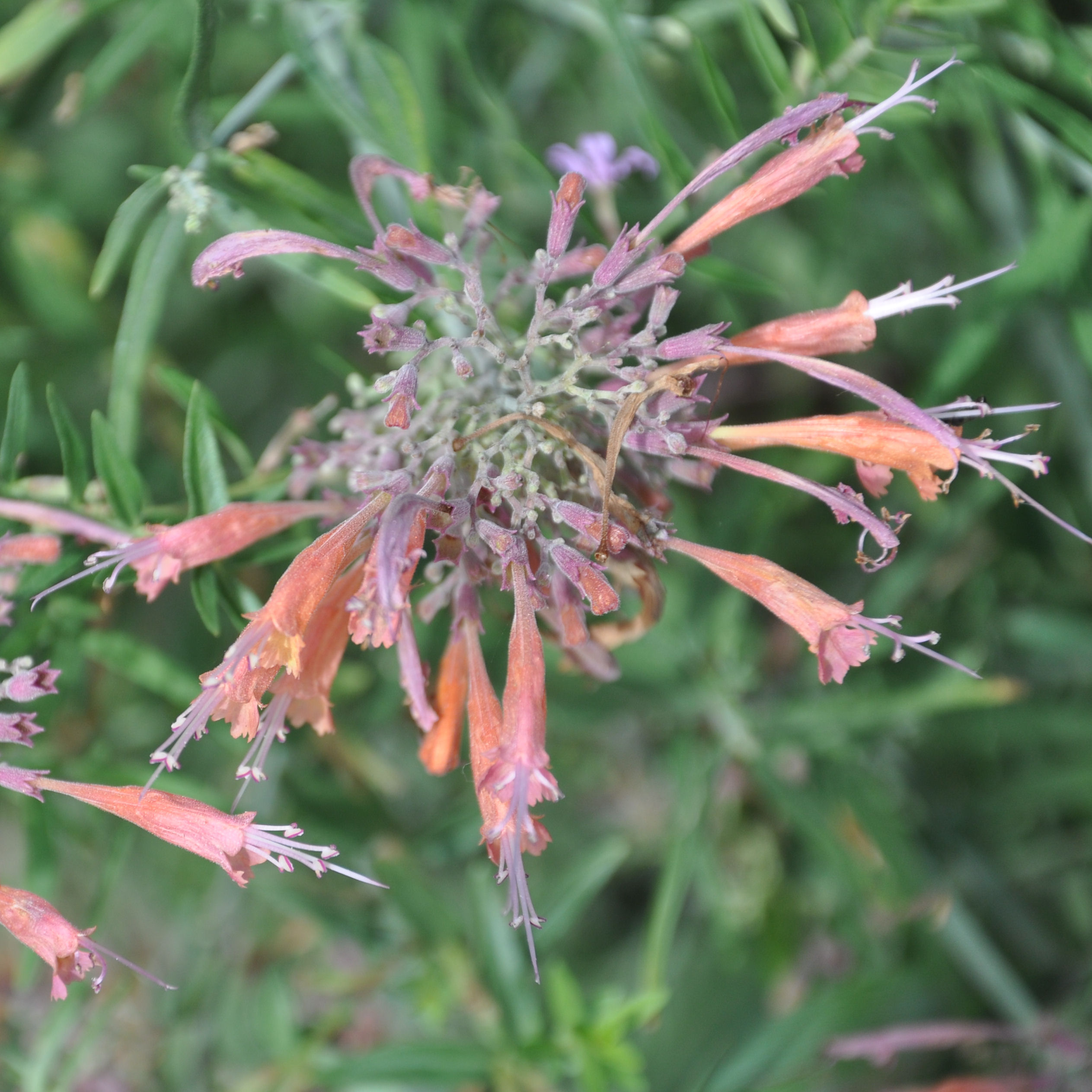 Agastache rupestre : venda Agastache rupestre / Agastache rupestris