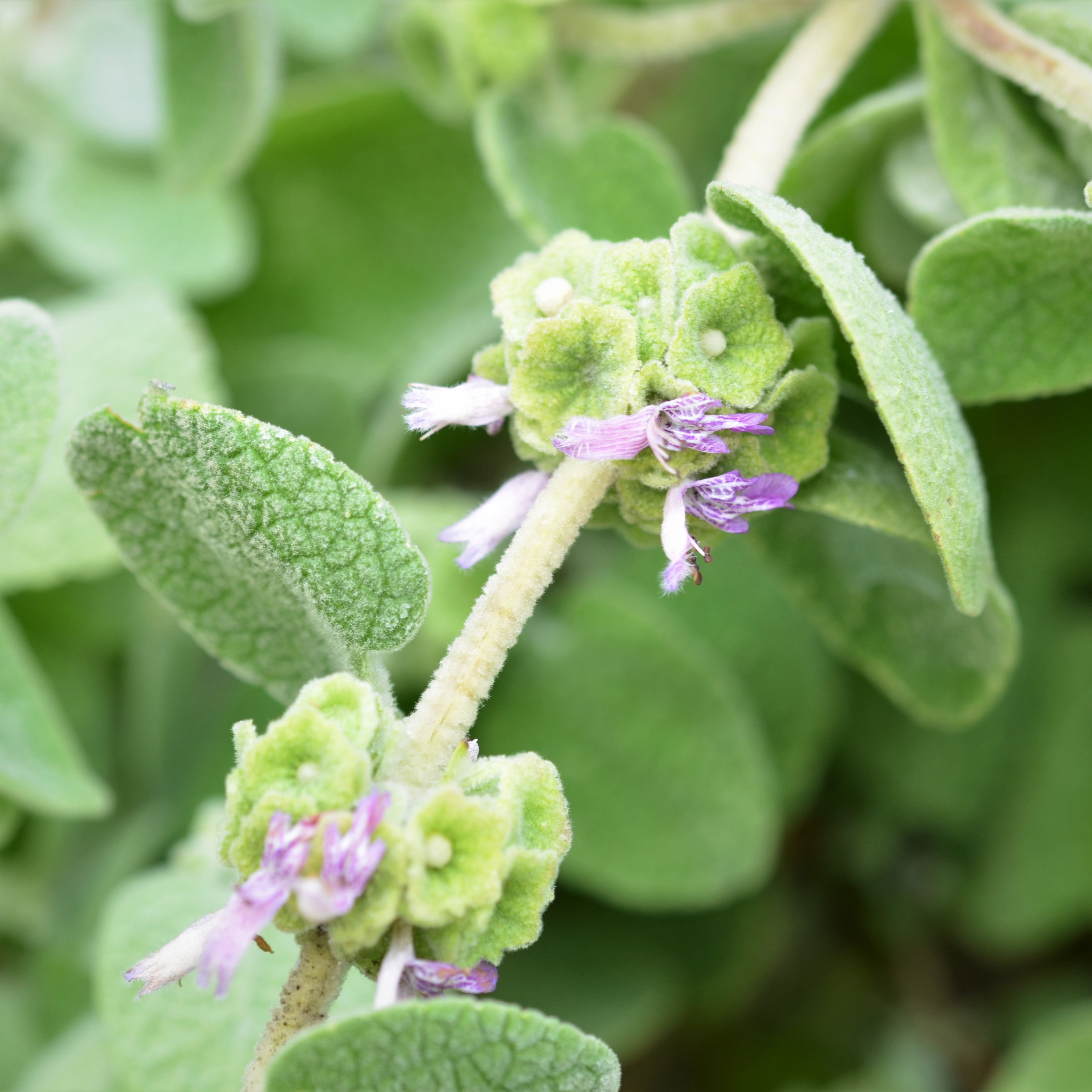 Balota : venda Balota / Ballota pseudodictamnus