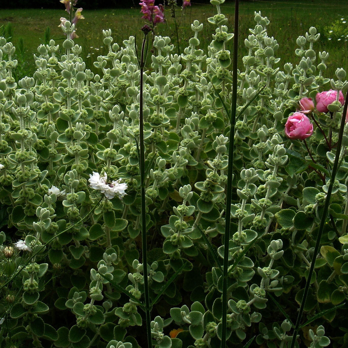 Balota : venda Balota / Ballota pseudodictamnus