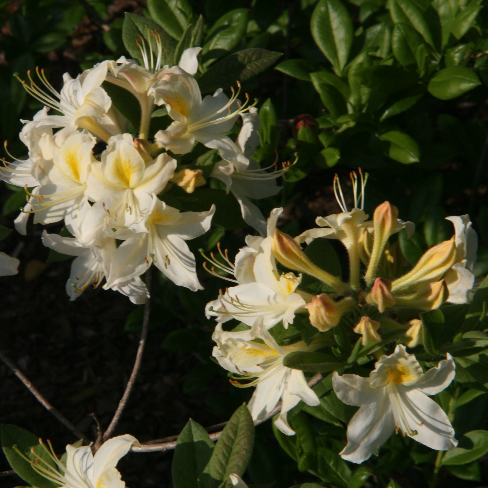 Azalea mollis Branca : venda Azalea mollis Branca / Azalea mollis alba