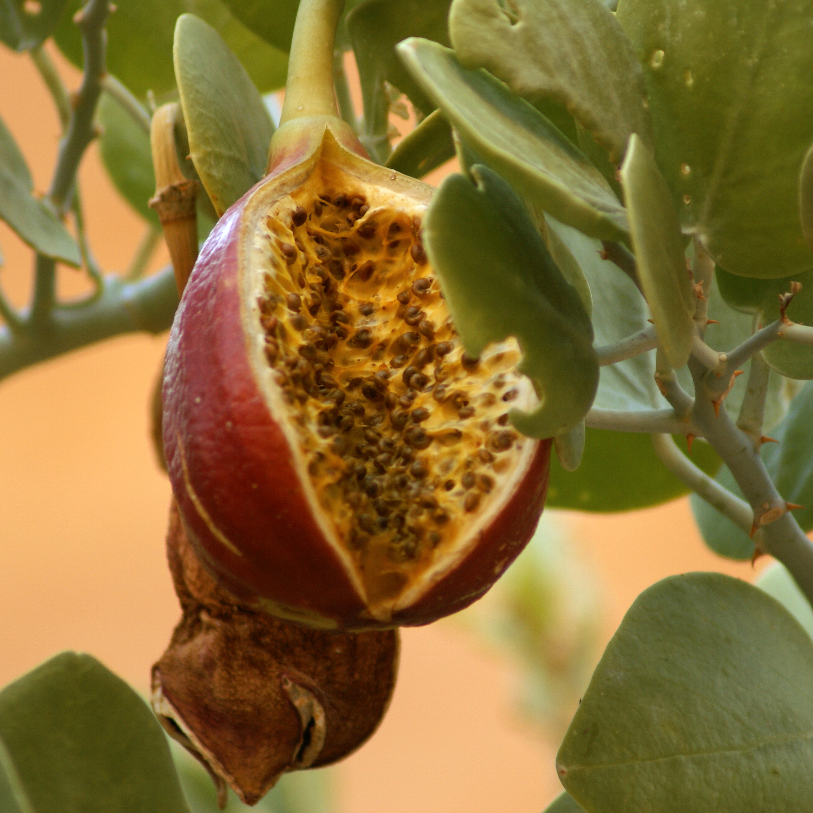 Alcaparra comum : venda Alcaparra comum / Capparis spinosa
