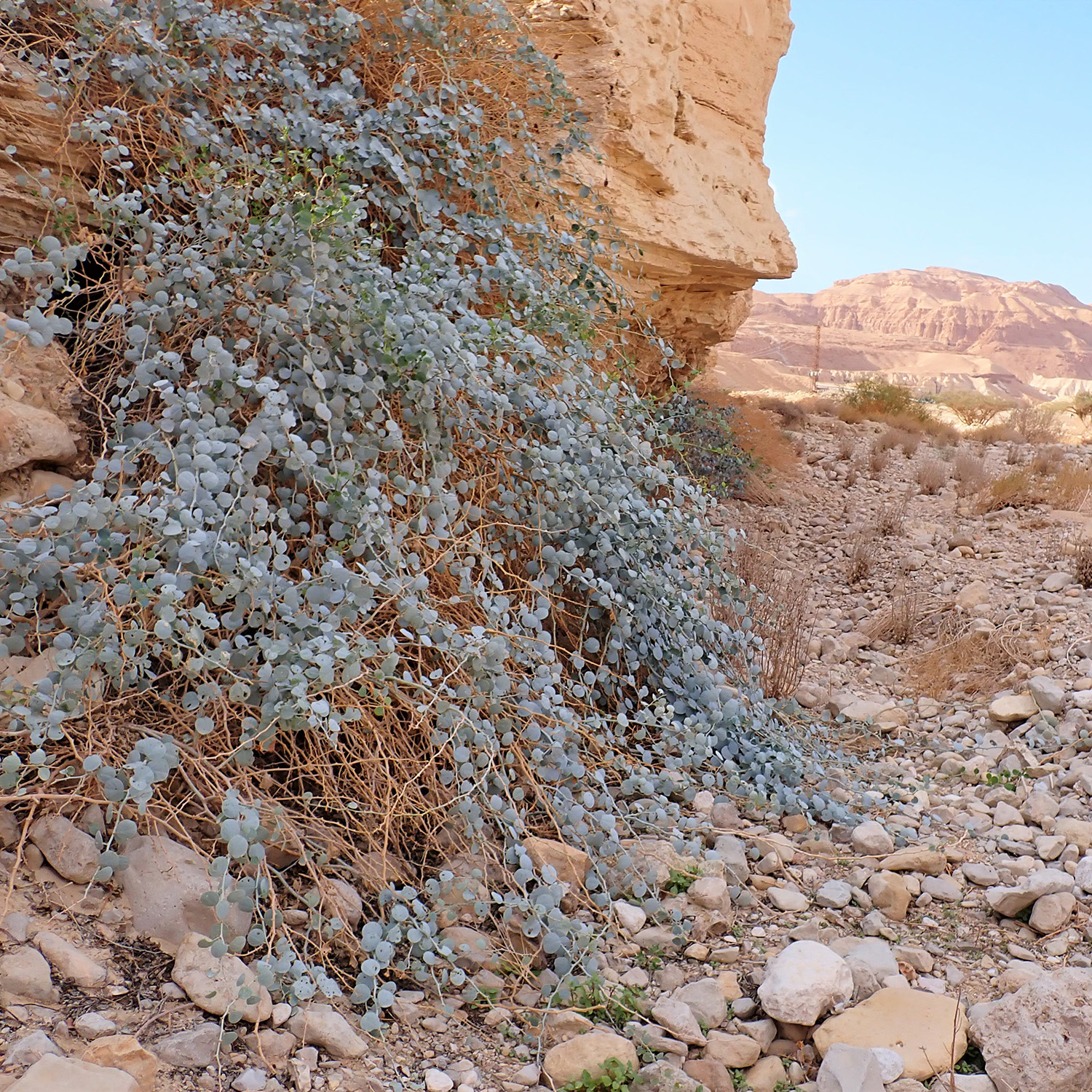 Alcaparra comum : venda Alcaparra comum / Capparis spinosa