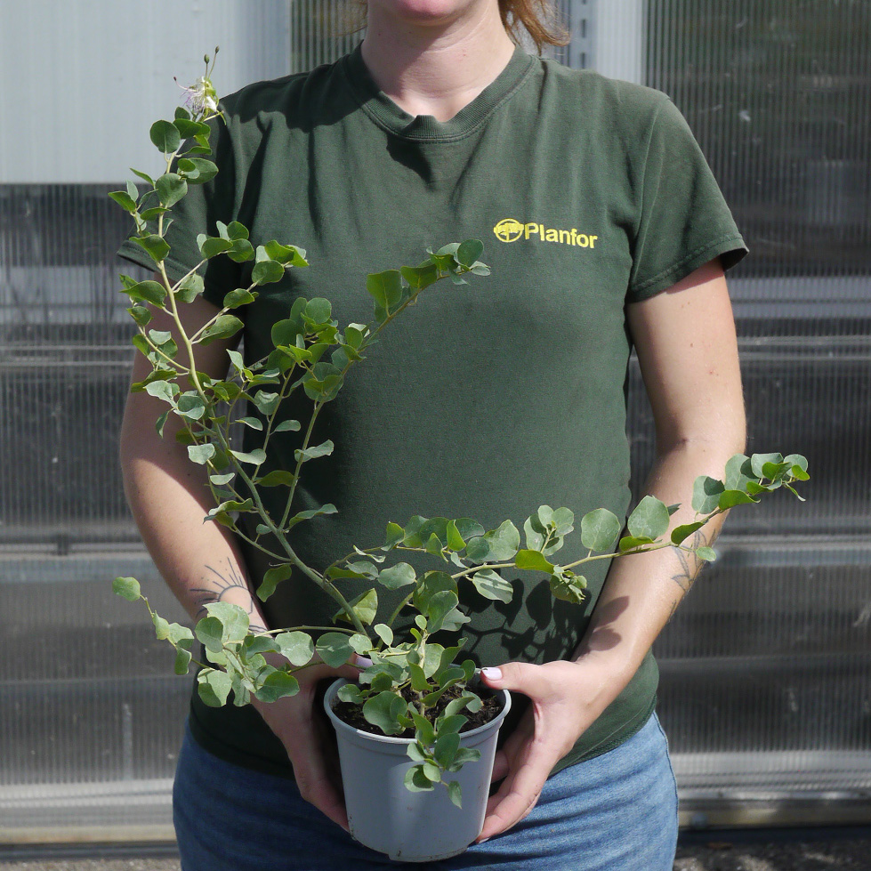 Alcaparra comum : venda Alcaparra comum / Capparis spinosa