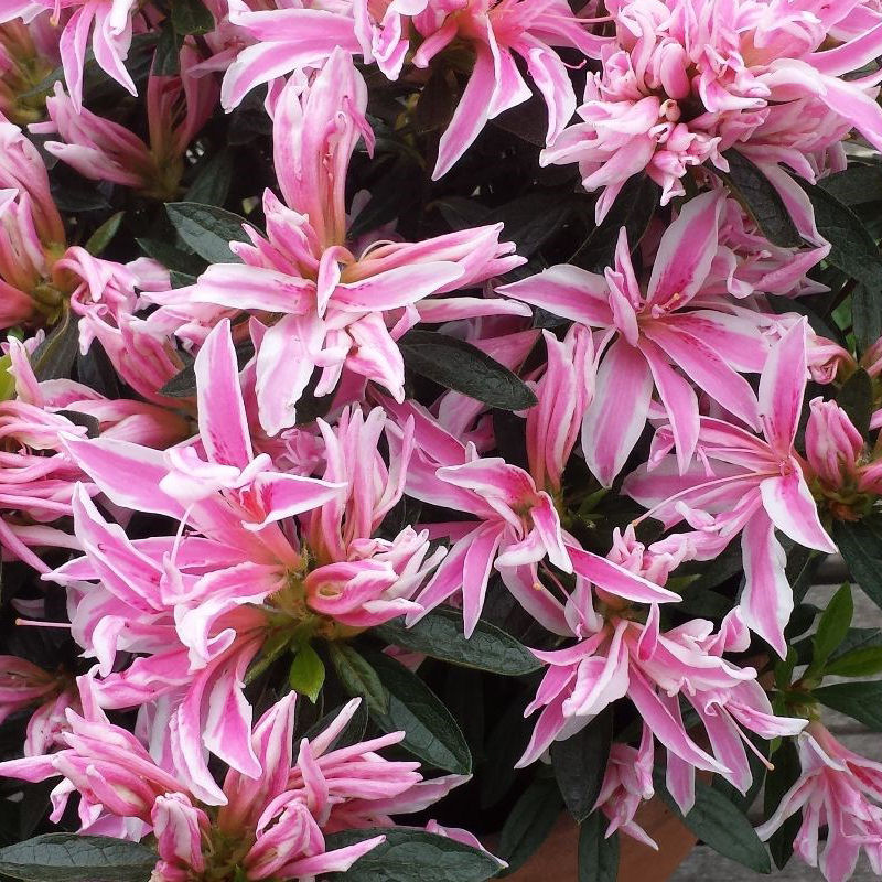 Azálea japonesa 'Pink Spider' : venda Azálea japonesa 'Pink Spider ...