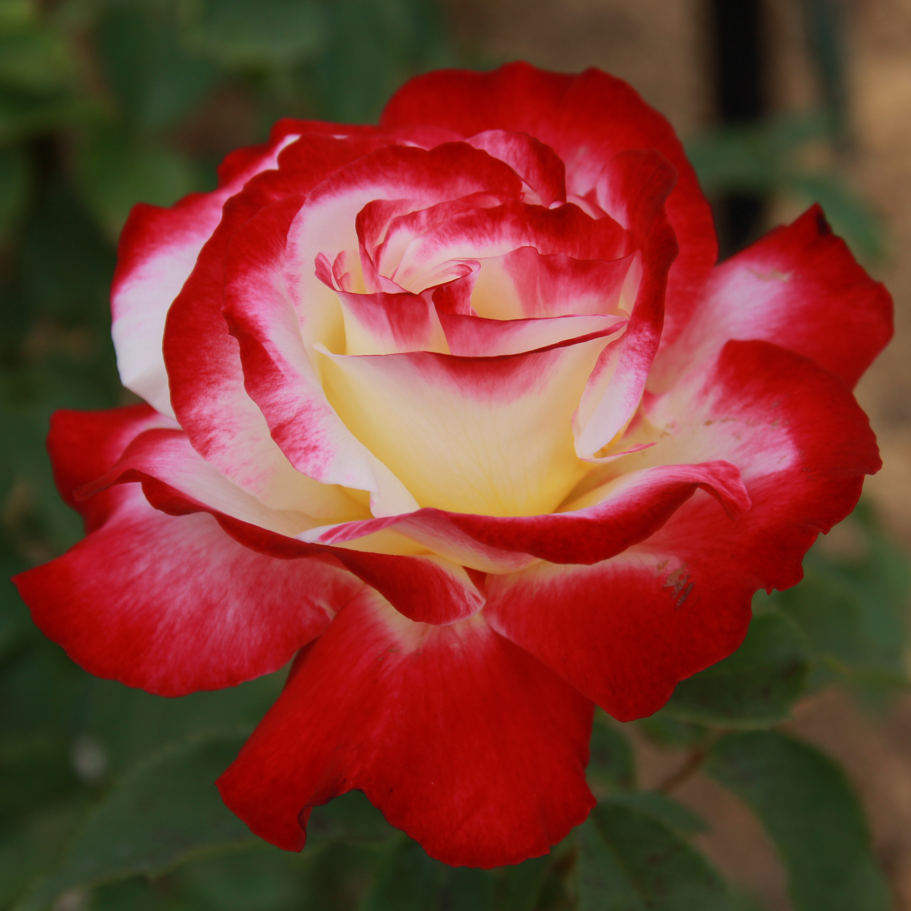 Roseira 'Double Delight' : venda Roseira 'Double Delight' / Rosa Double ...
