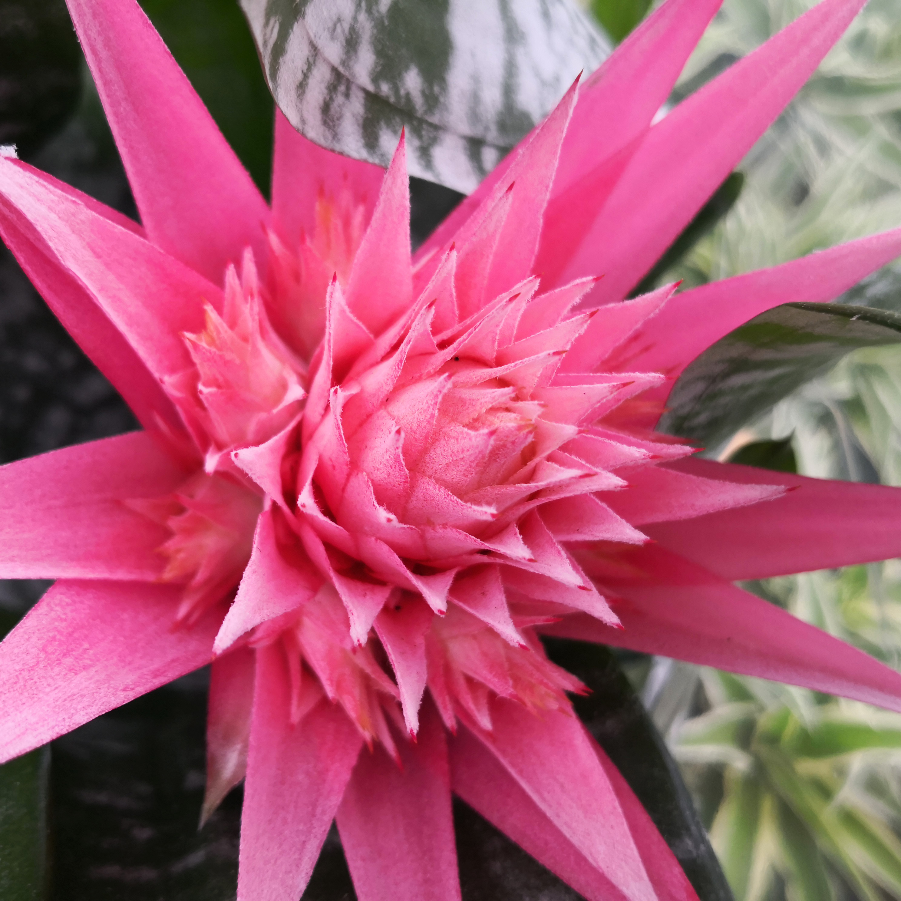 Aechmea 'Primera' : venda Aechmea 'Primera' / Aechmea fasciata