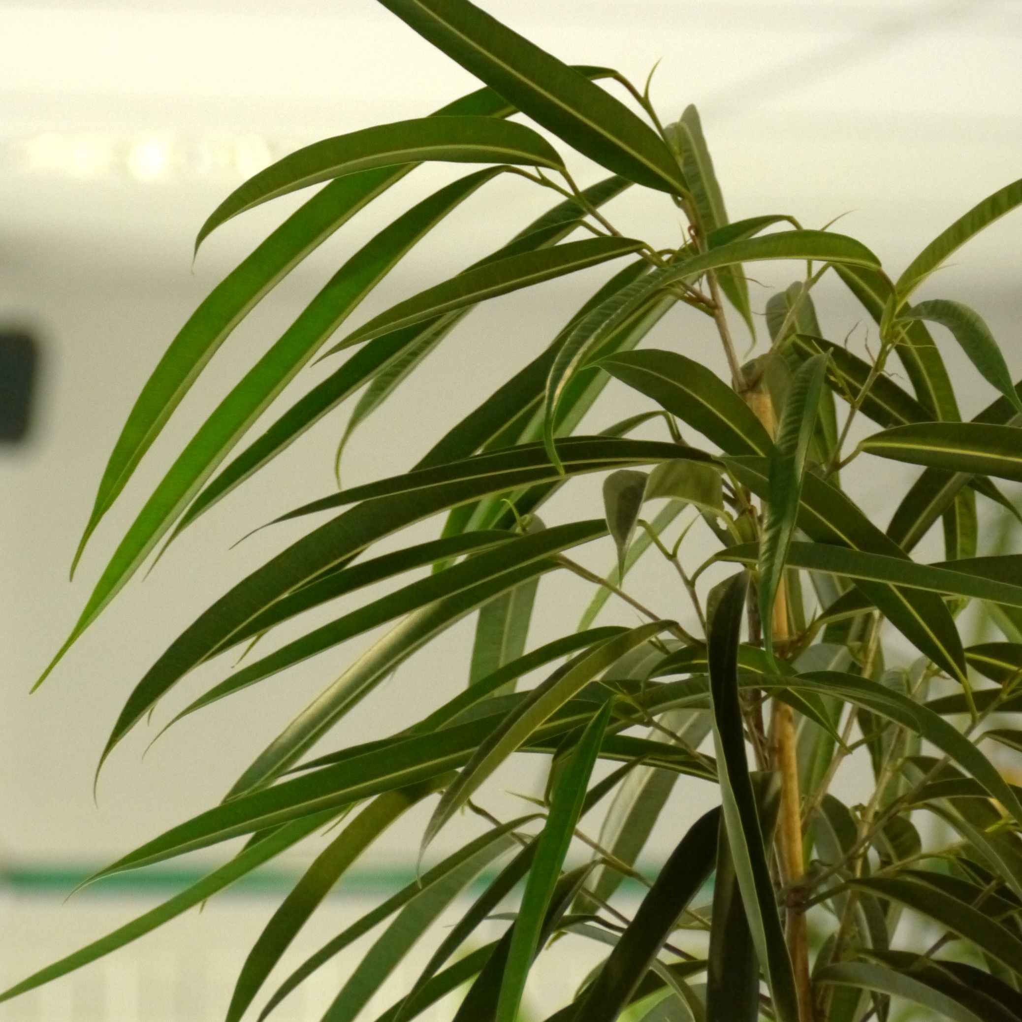 Ficus sabre : venda Ficus sabre / Ficus binnendijkii